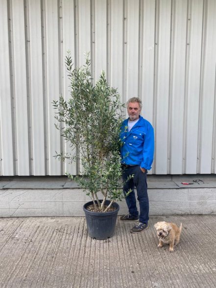 Small multi stem Olive tree - The Norfolk Olive Tree Company