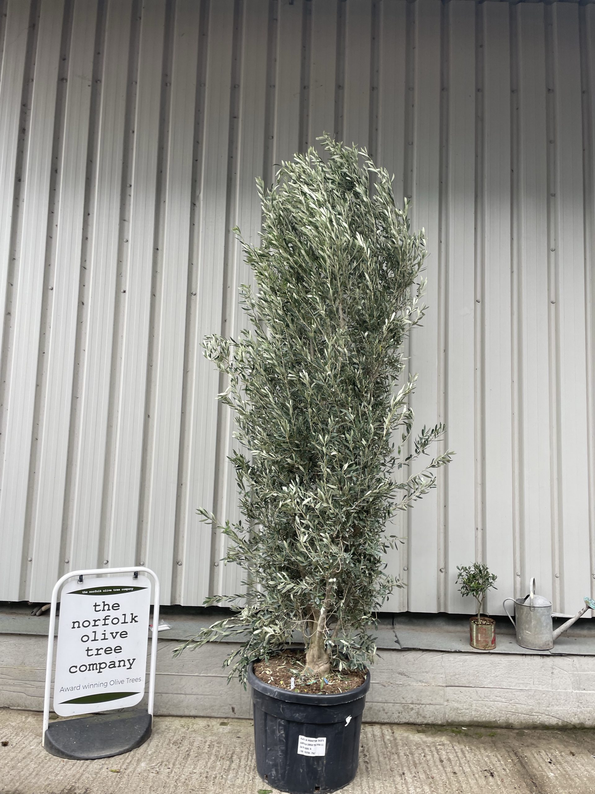 Tall bush Olive tree - The Norfolk Olive Tree Company