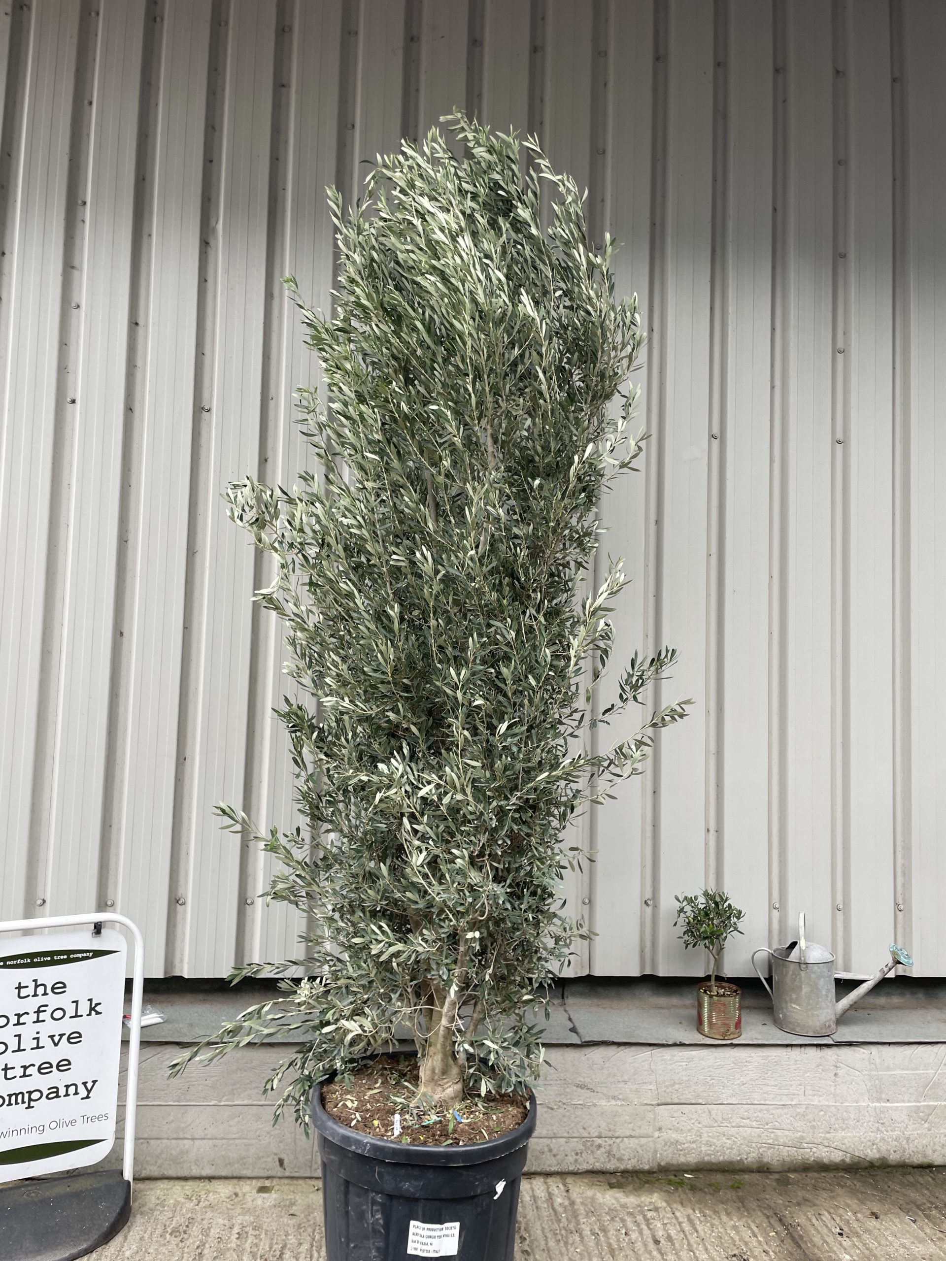 Tall bush Olive tree - The Norfolk Olive Tree Company