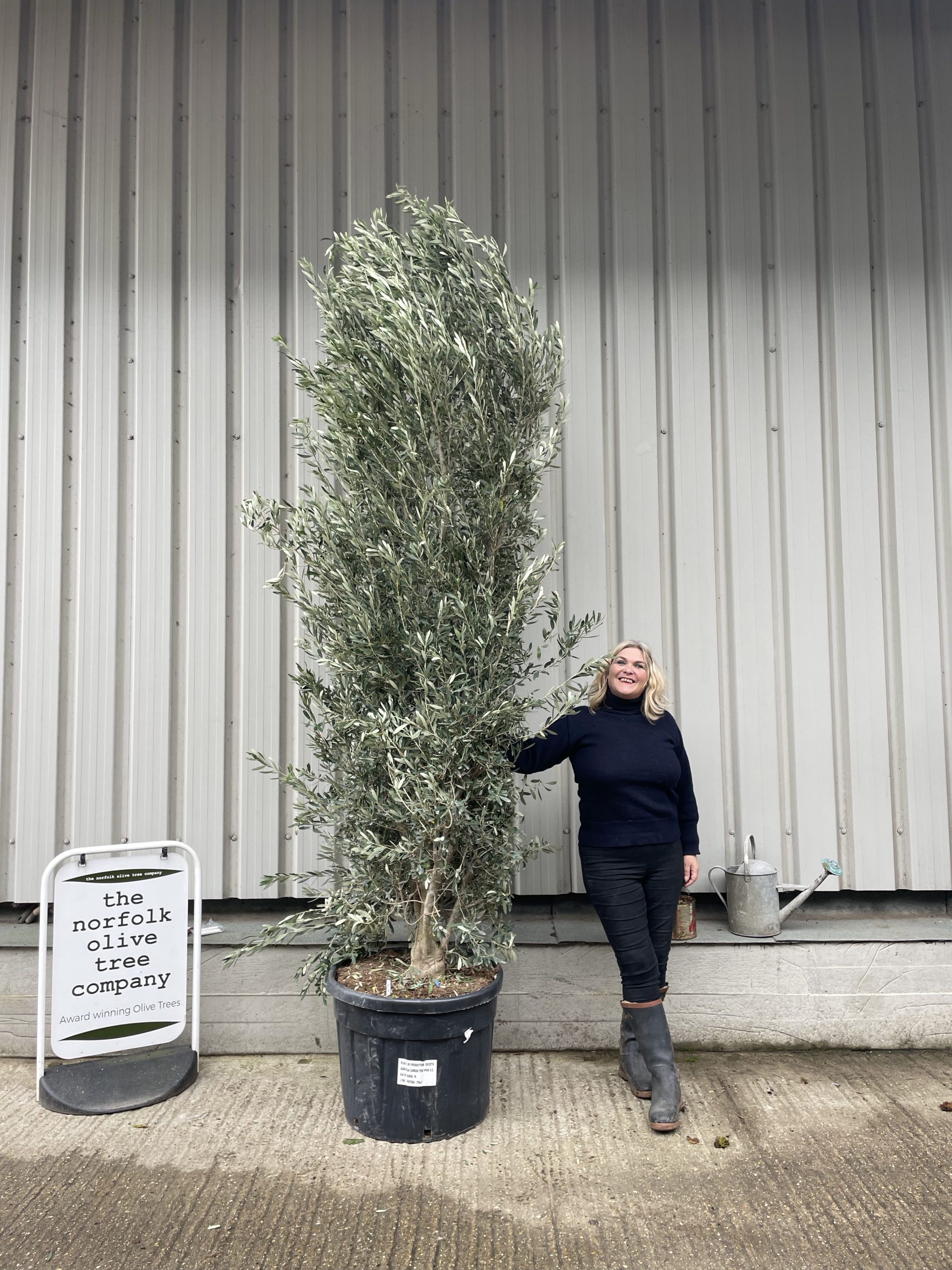 Tall bush Olive tree - The Norfolk Olive Tree Company