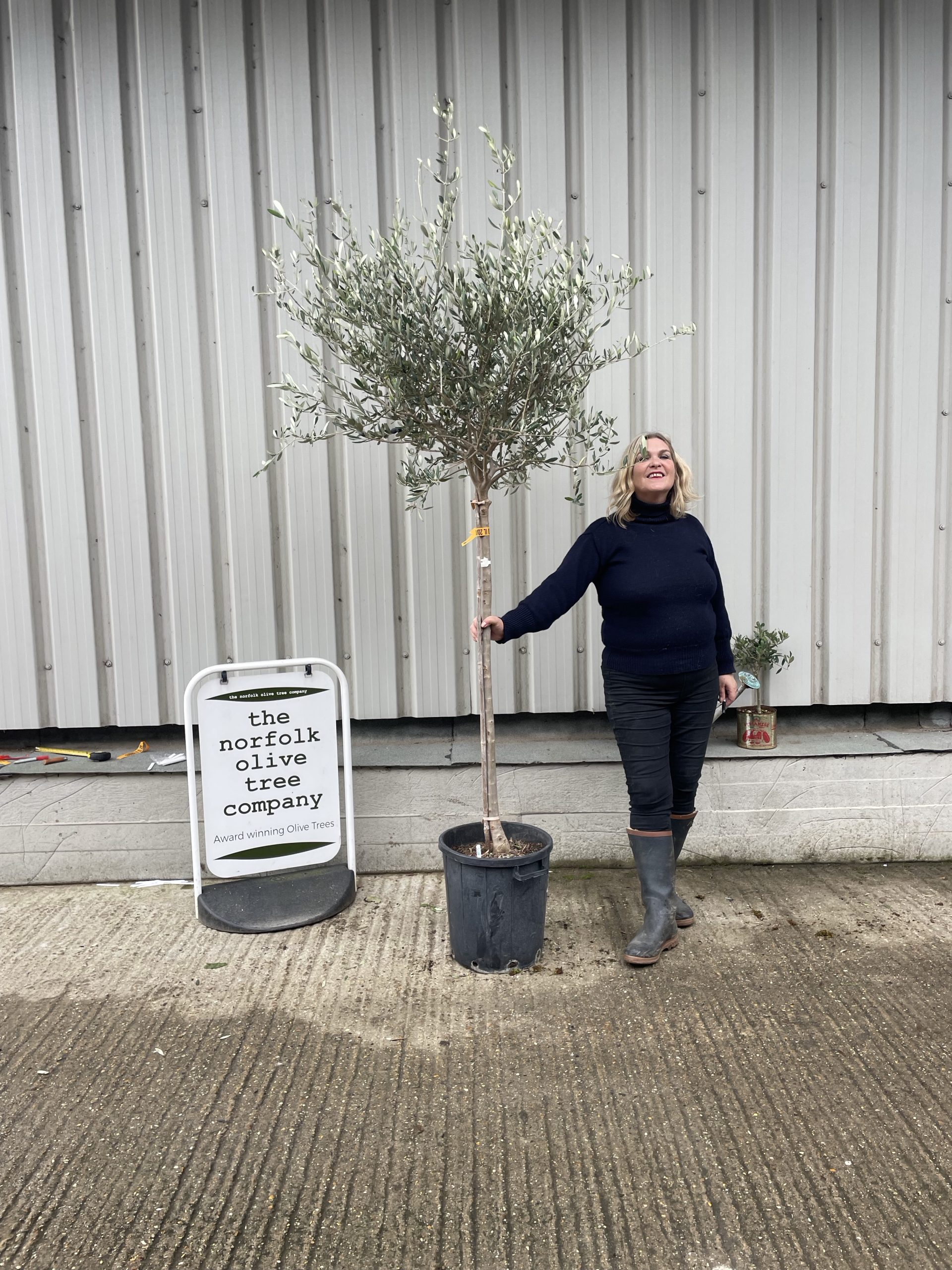 Tuscan Olive tree - free delivery - The Norfolk Olive Tree Company