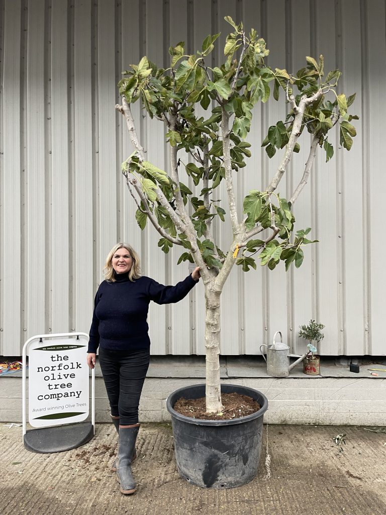 Ficus Carica- Fig tree. - The Norfolk Olive Tree Company