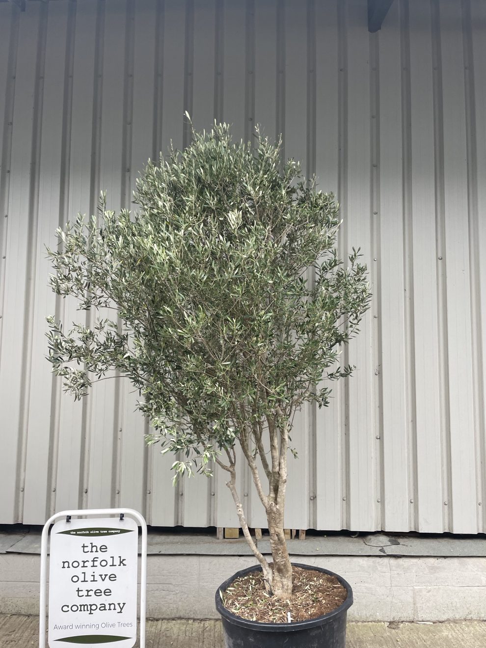 Multi-stem screening olive tree - The Norfolk Olive Tree Company