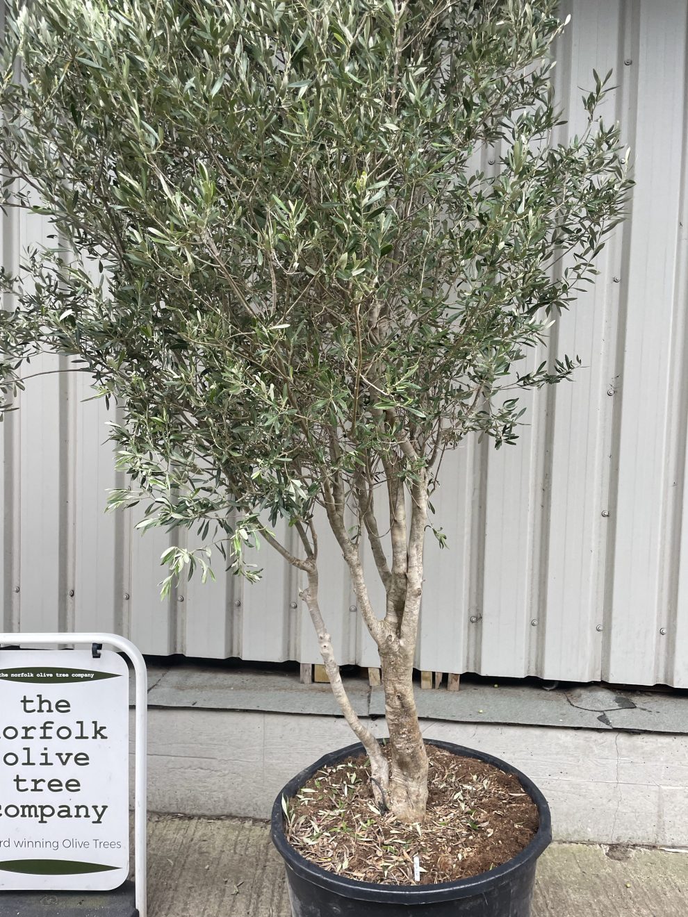 Multi-stem screening olive tree - The Norfolk Olive Tree Company
