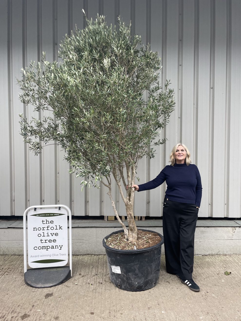 Multi-stem screening olive tree - The Norfolk Olive Tree Company