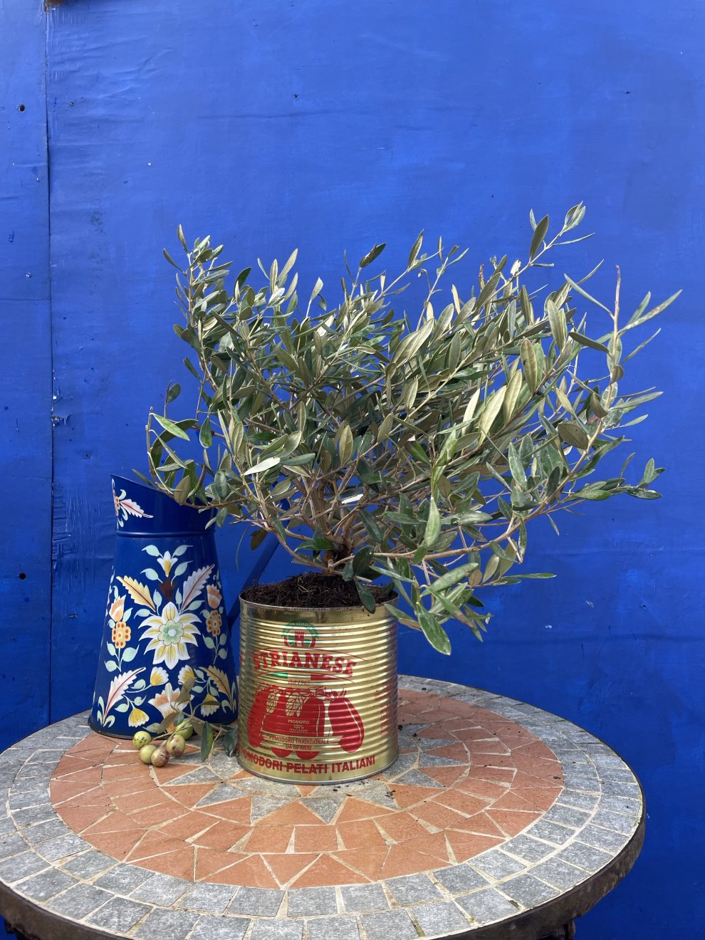 Dwarf Olive Tree. Free delivery - The Norfolk Olive Tree Company