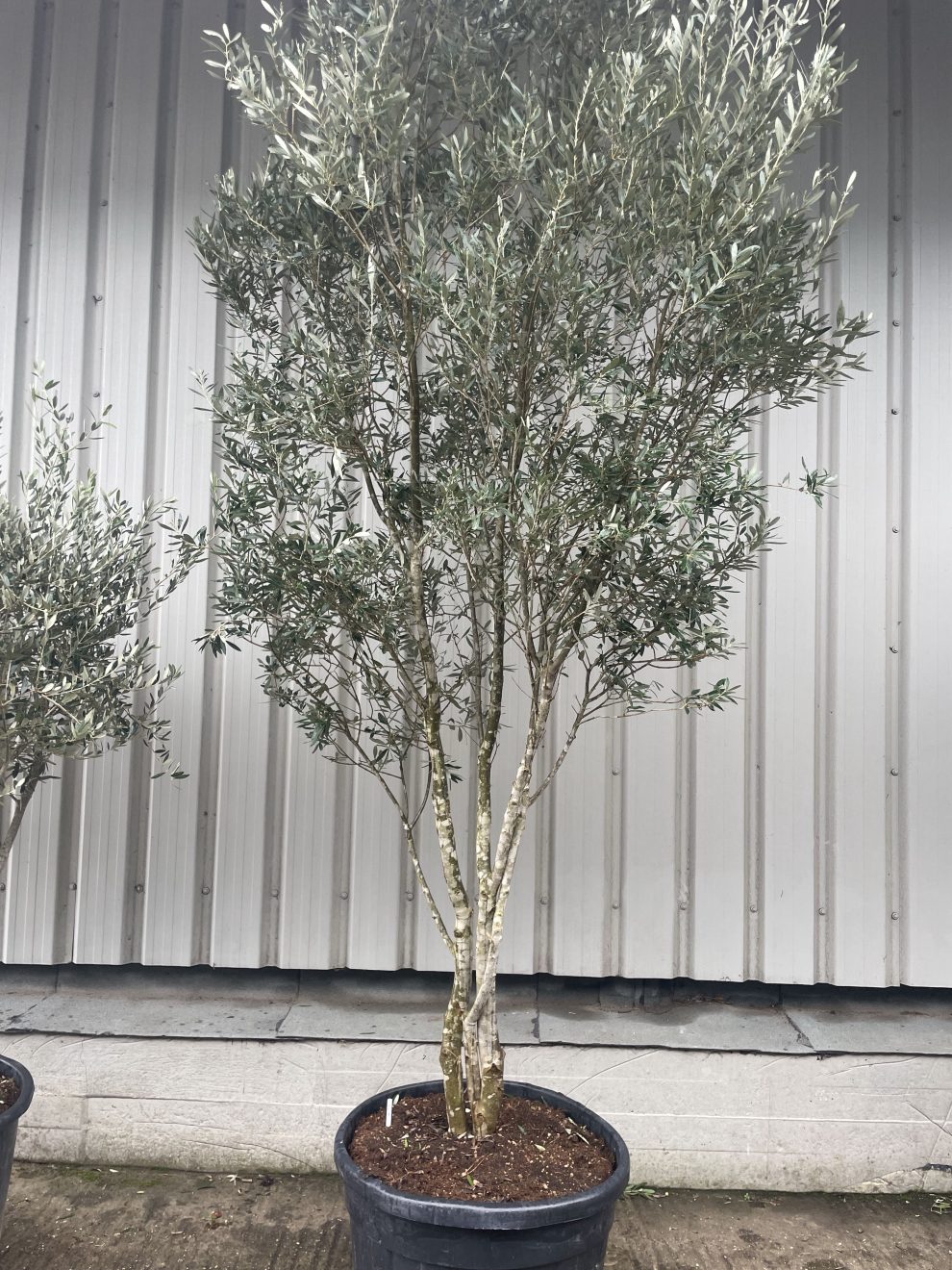 Multi-stem screening olive tree - The Norfolk Olive Tree Company