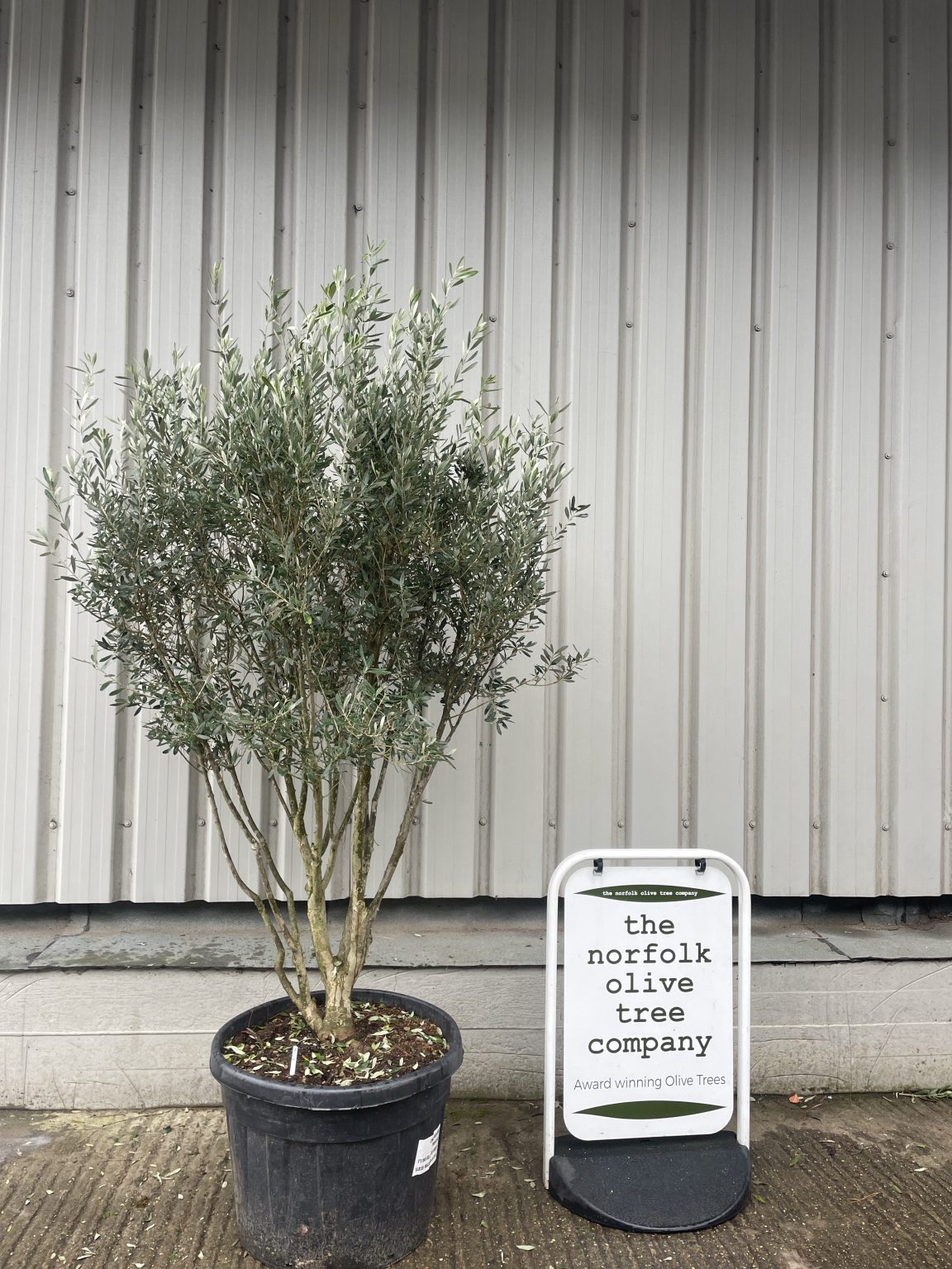 ‘Parachute’ pruned Italian Olive tree - The Norfolk Olive Tree Company