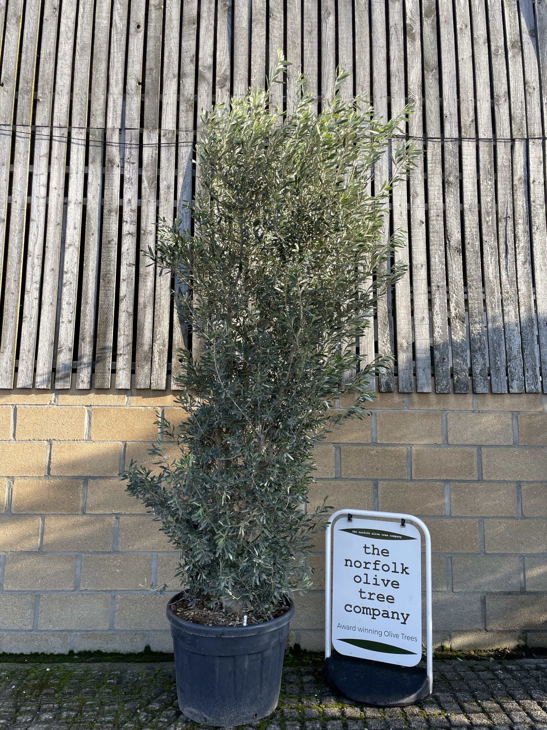 Olea europaea ‘Cipressino’ - The Norfolk Olive Tree Company