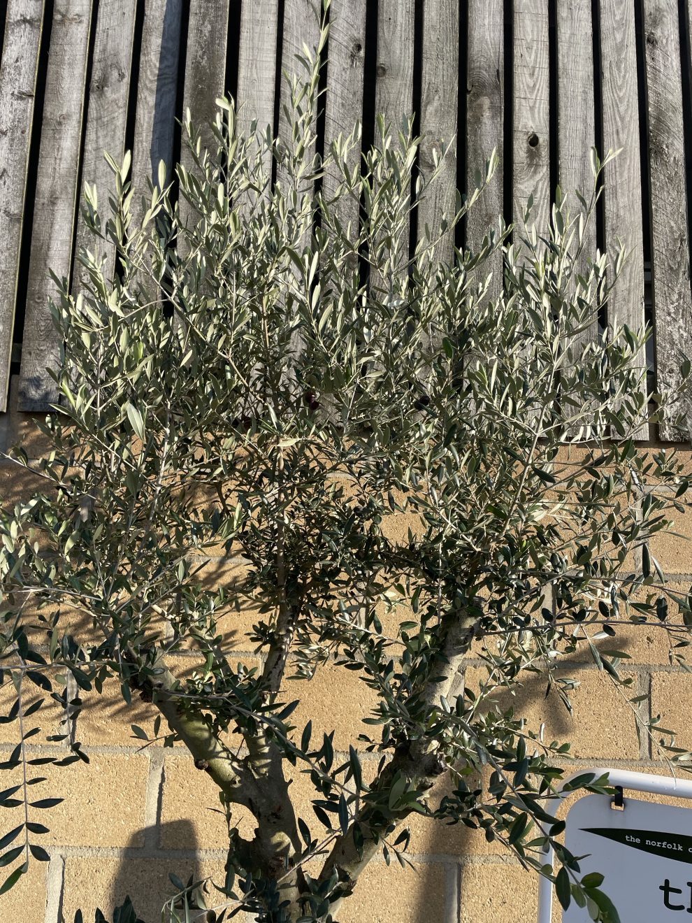 Smooth stem branched Olive tree - The Norfolk Olive Tree Company