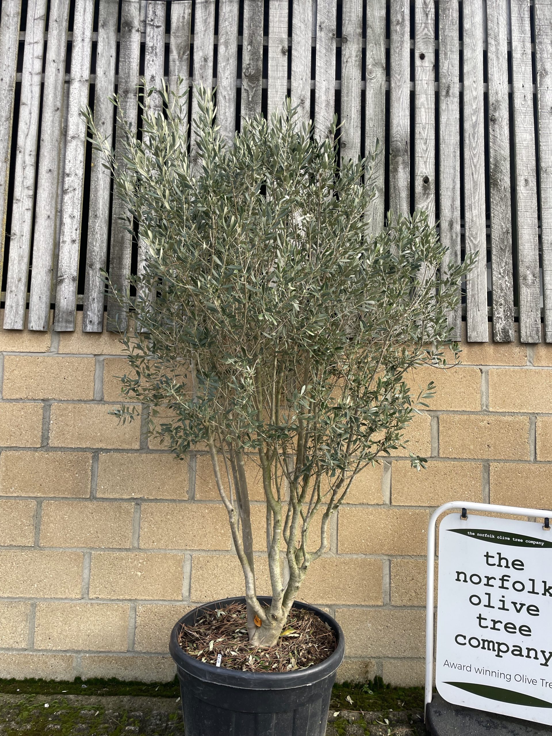 Olive tree - a charming specimen. - The Norfolk Olive Tree Company