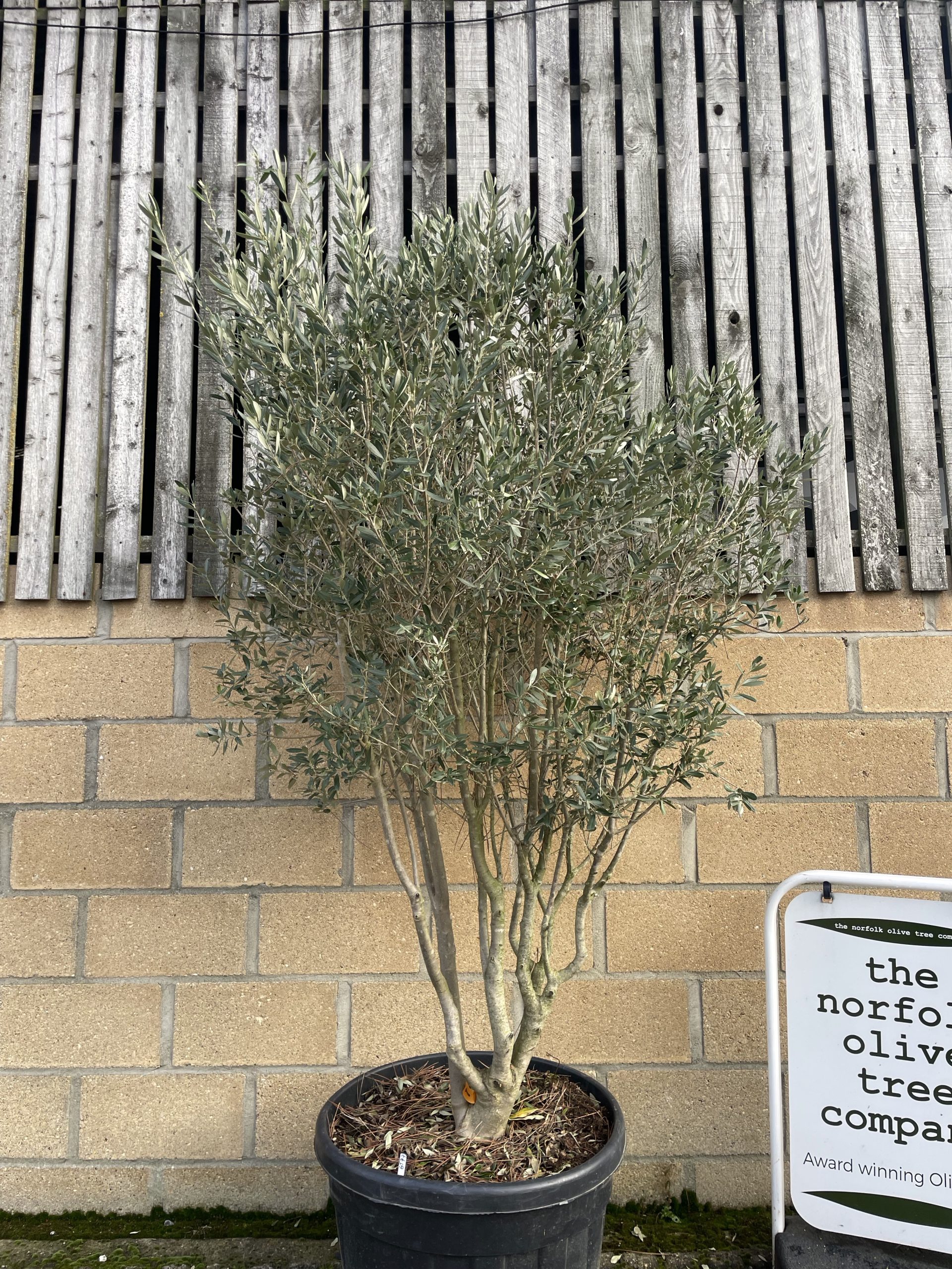 Olive tree - a charming specimen. - The Norfolk Olive Tree Company
