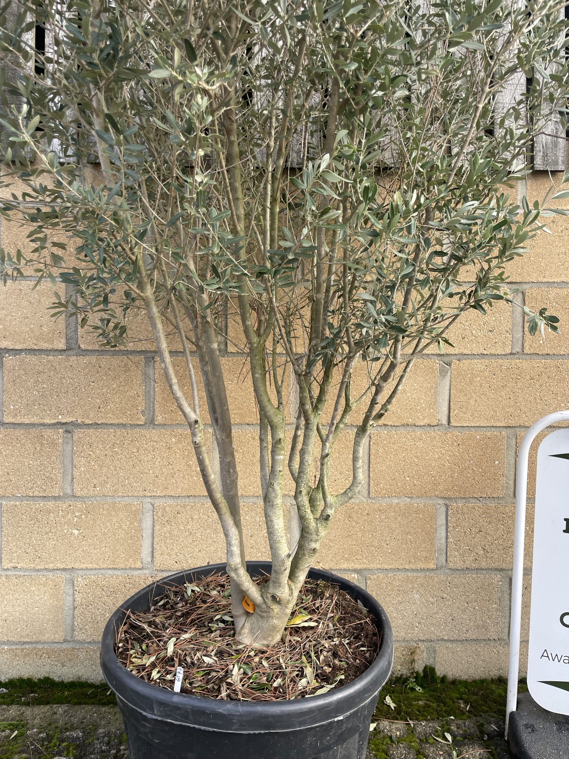Olive tree - a charming specimen. - The Norfolk Olive Tree Company