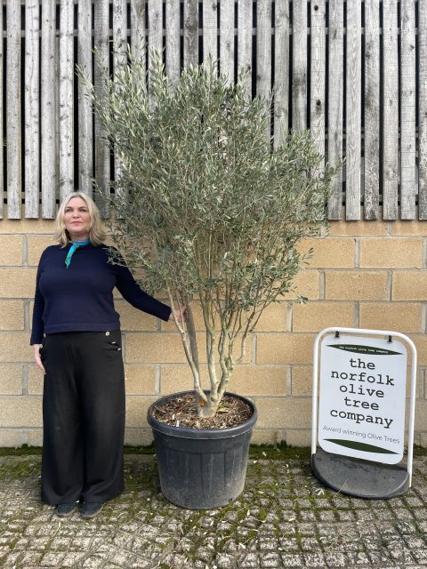 Olive tree - a charming specimen. - The Norfolk Olive Tree Company