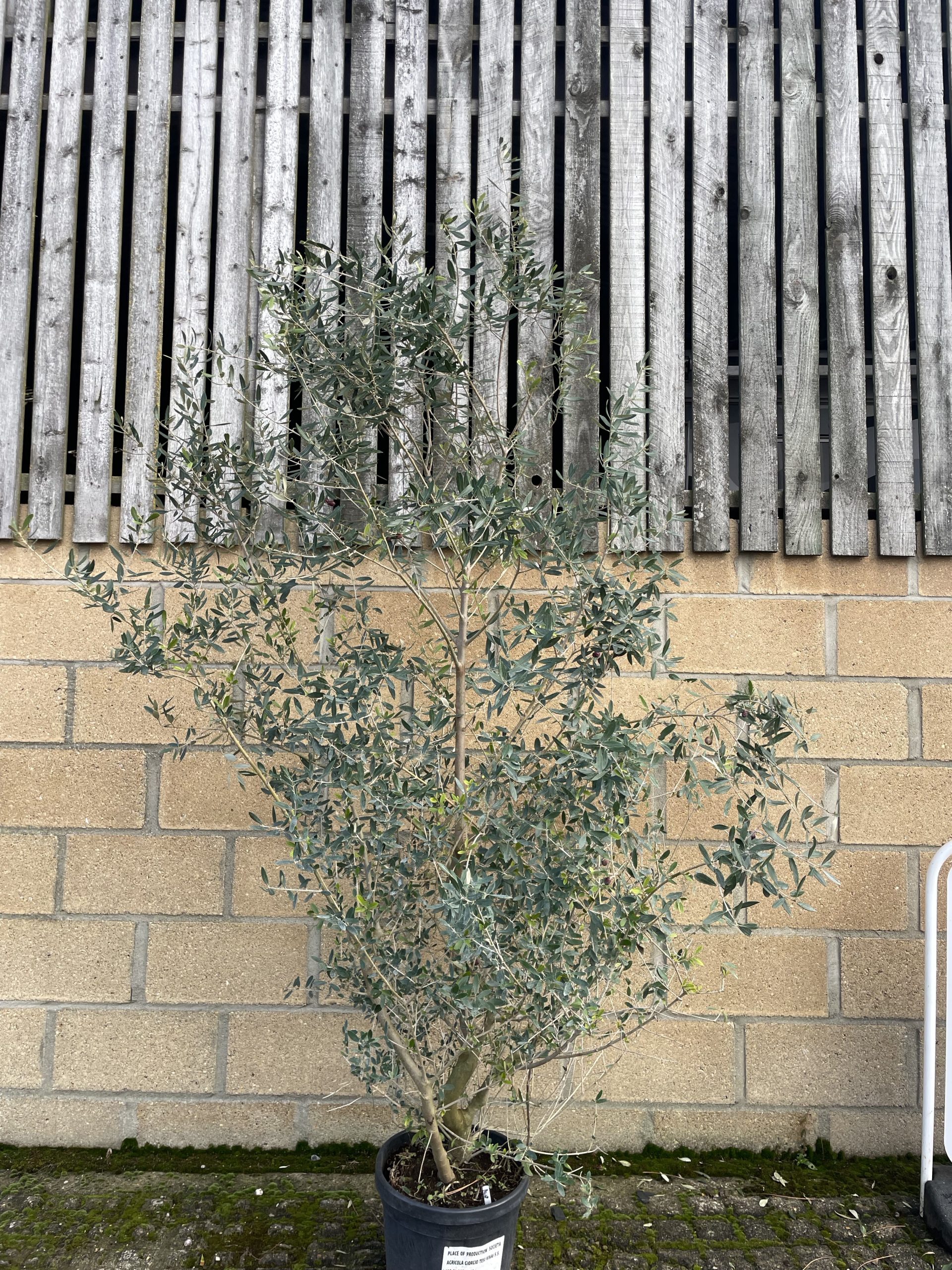 Wild Olive Tree - Oleaster variety. - The Norfolk Olive Tree Company