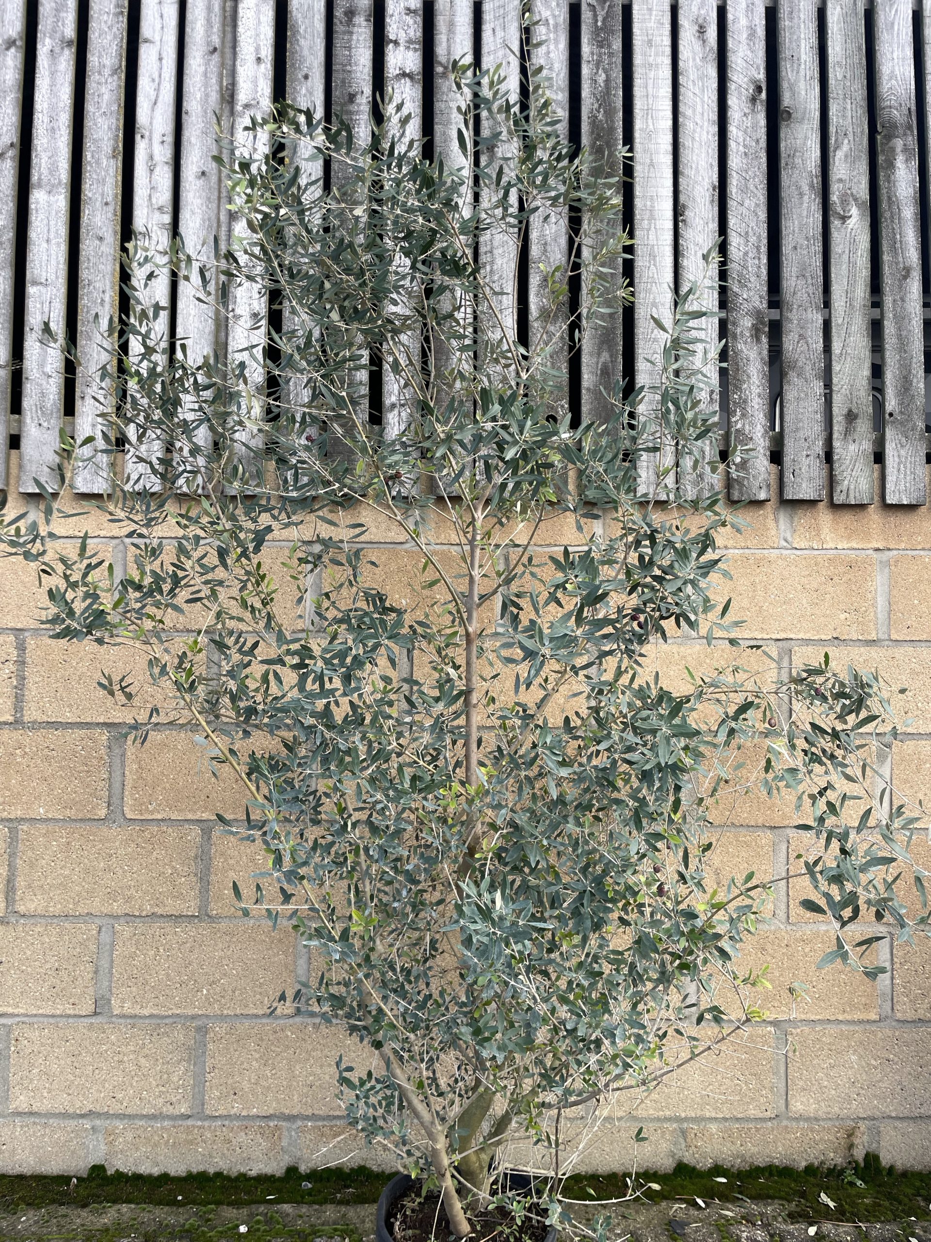 Wild Olive Tree - Oleaster variety. - The Norfolk Olive Tree Company