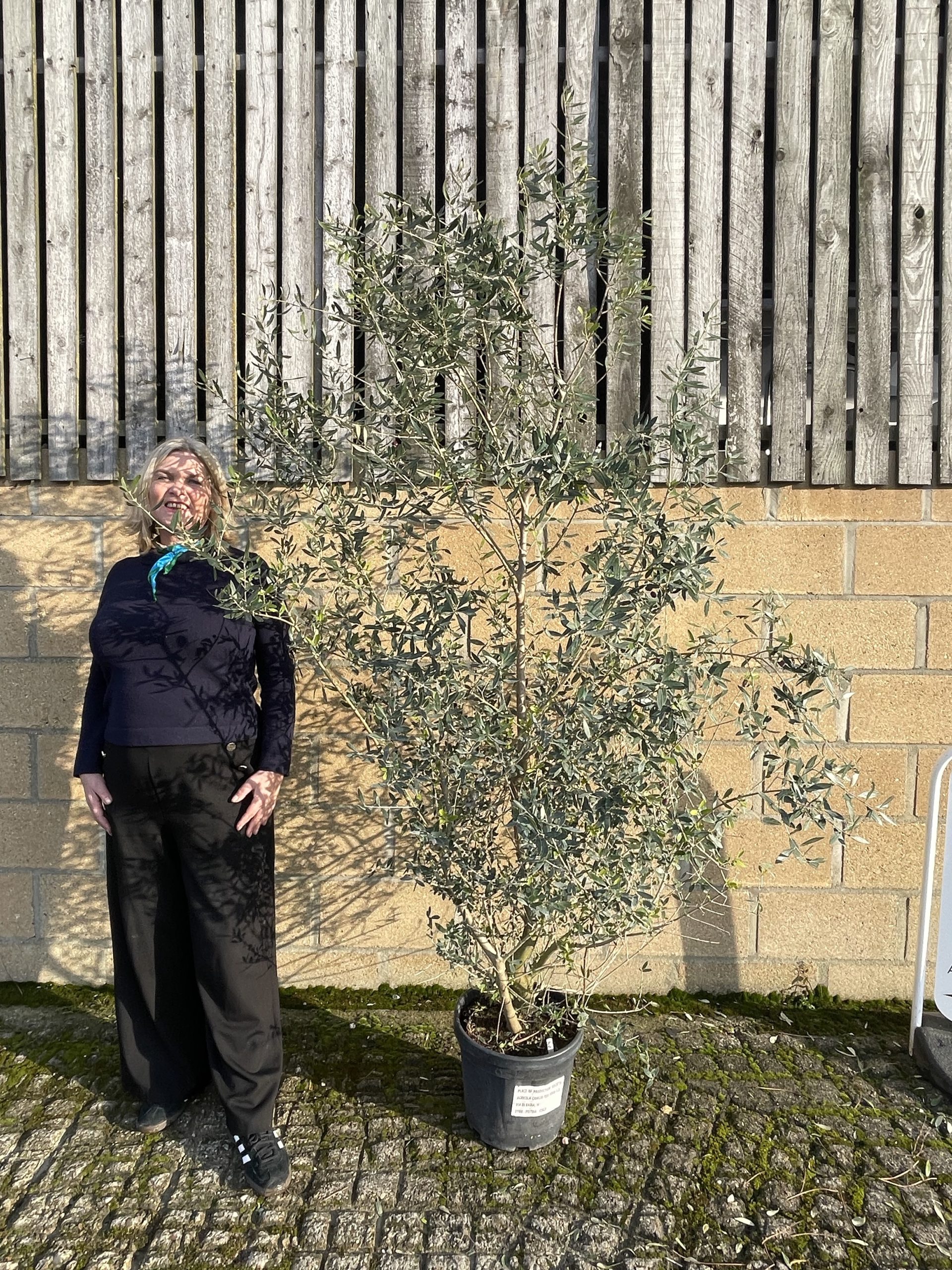 Wild Olive Tree - Oleaster variety. - The Norfolk Olive Tree Company