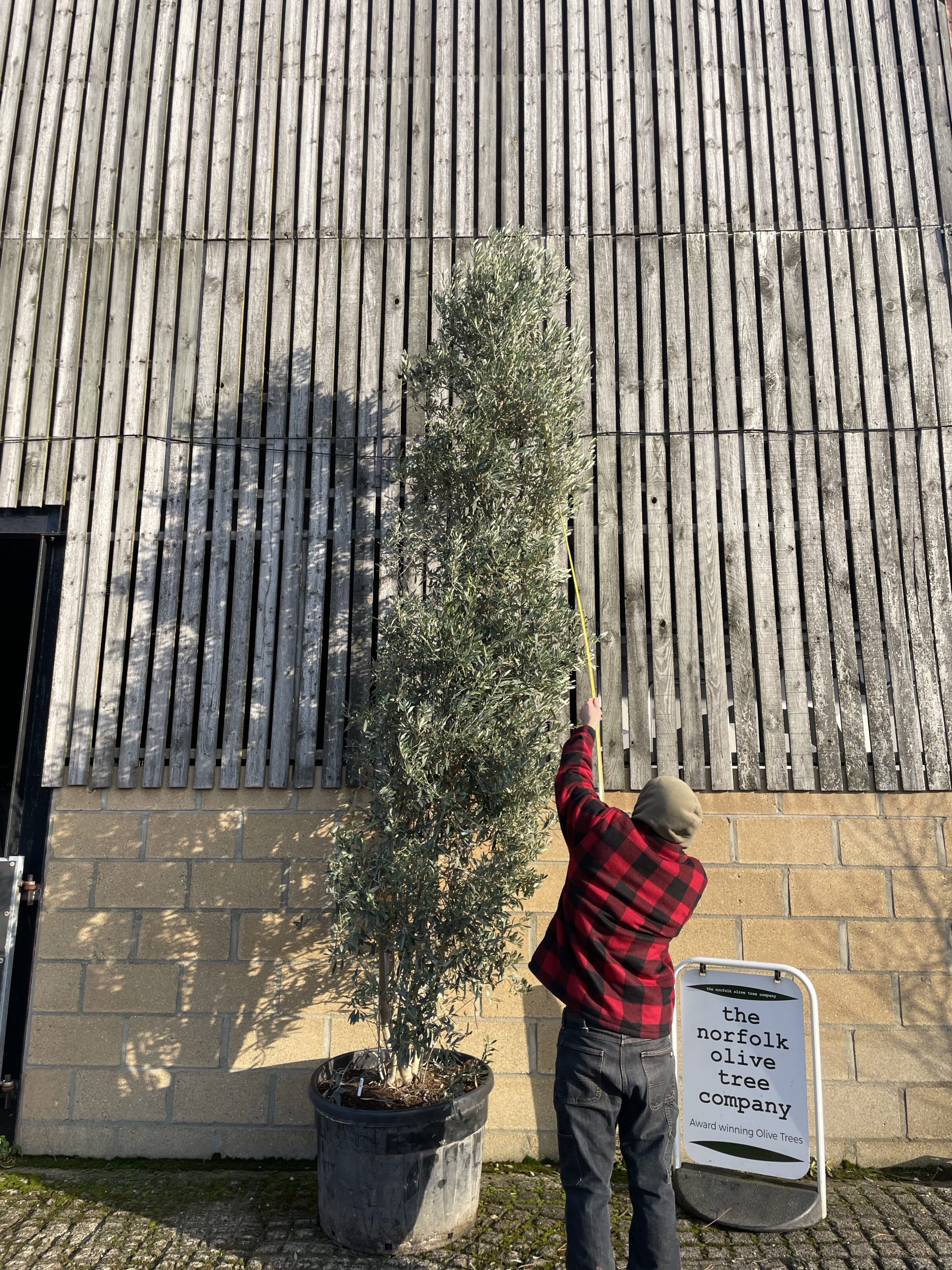 Tall screening Olive Tree - The Norfolk Olive Tree Company