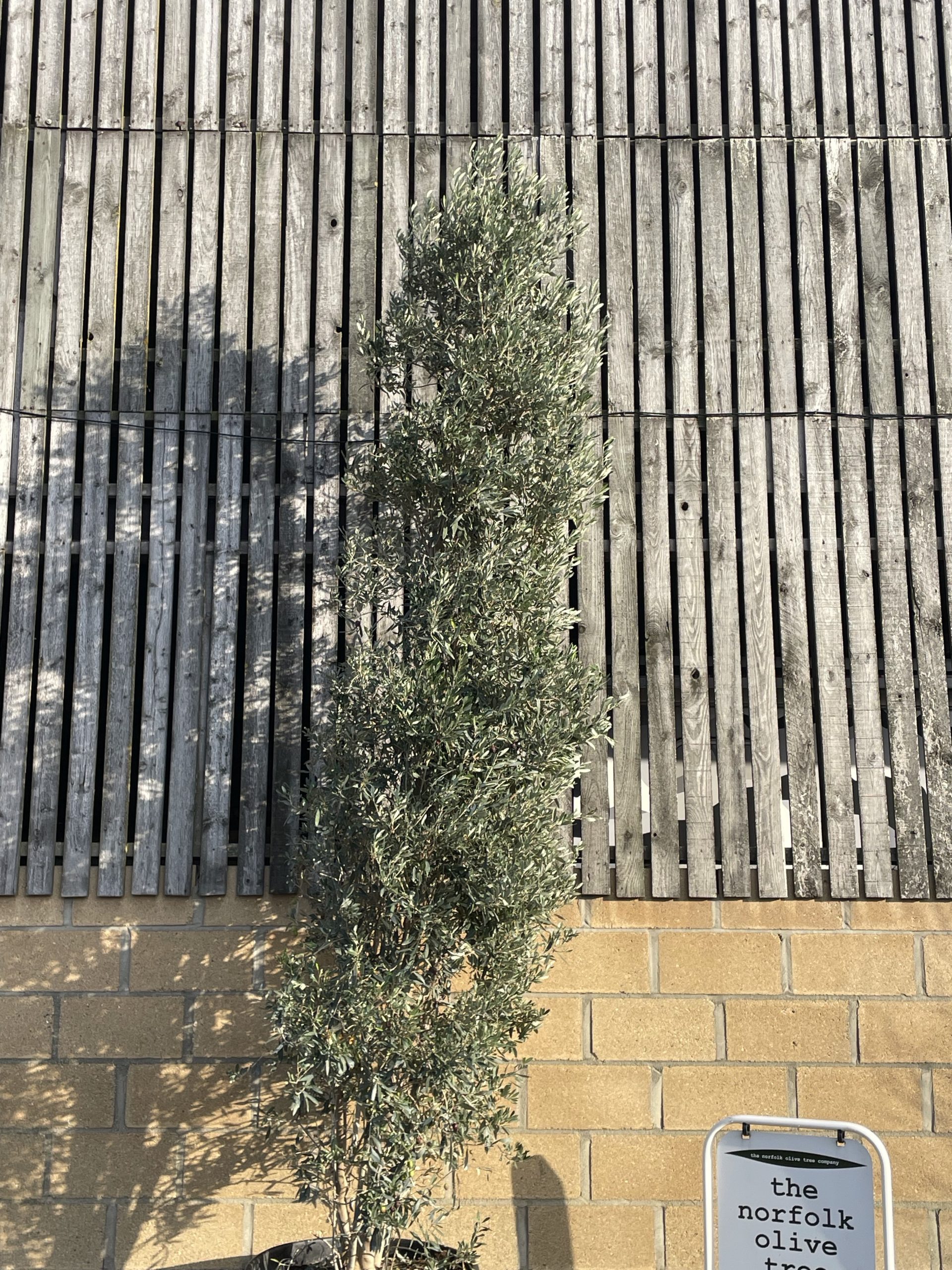 Tall screening Olive Tree - The Norfolk Olive Tree Company