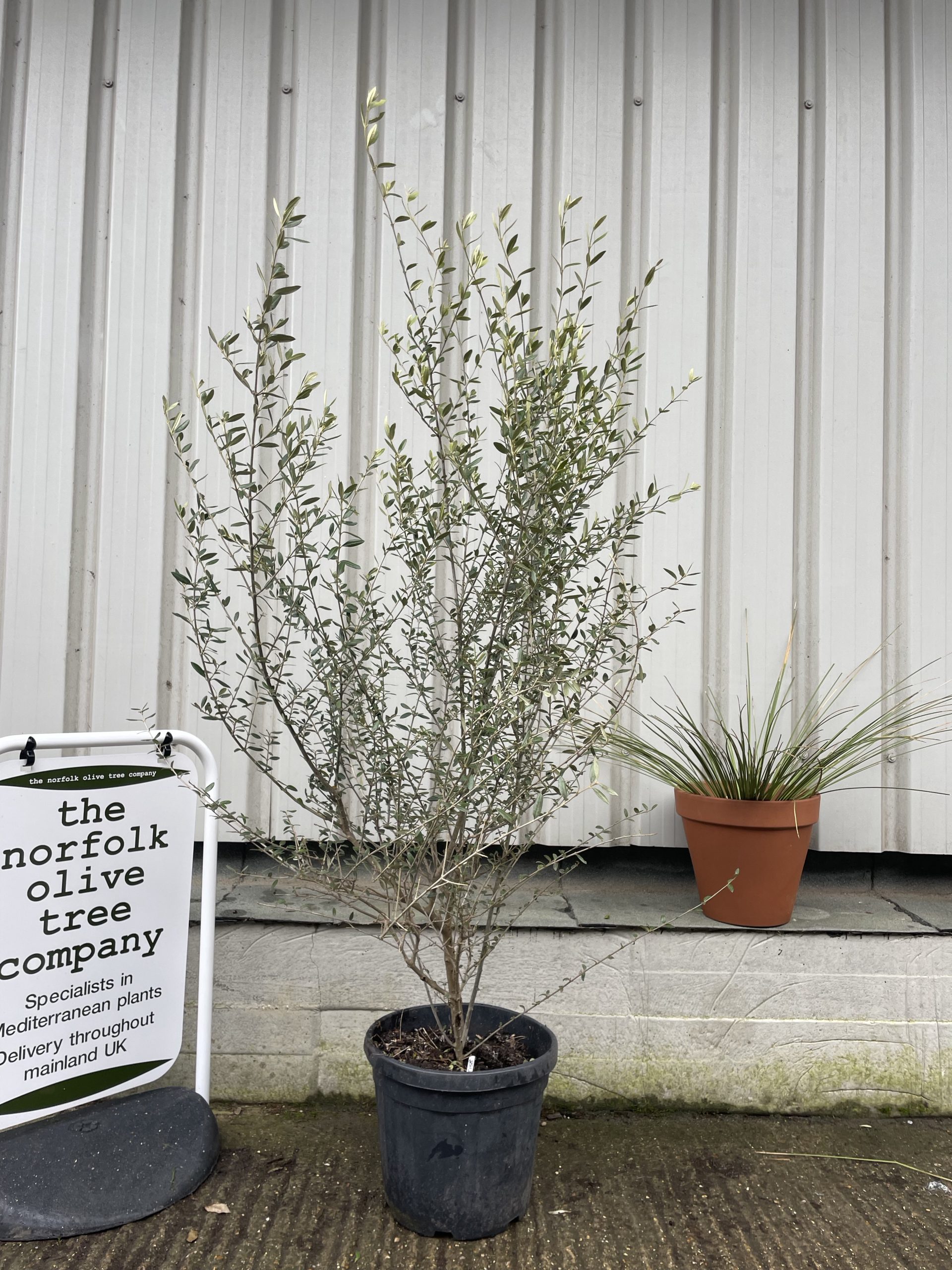 Wild Olive Tree - Oleaster variety. Free delivery. - The Norfolk Olive ...