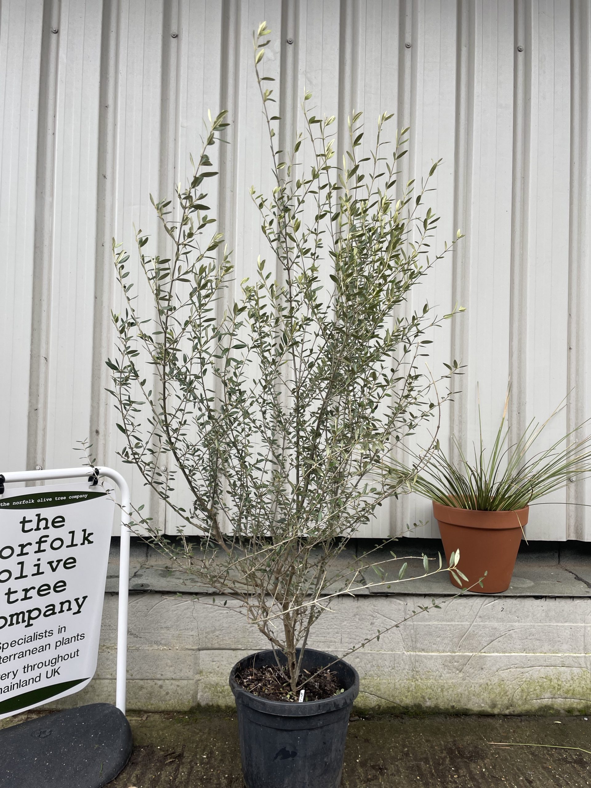Wild Olive Tree - Oleaster variety. Free delivery. - The Norfolk Olive ...
