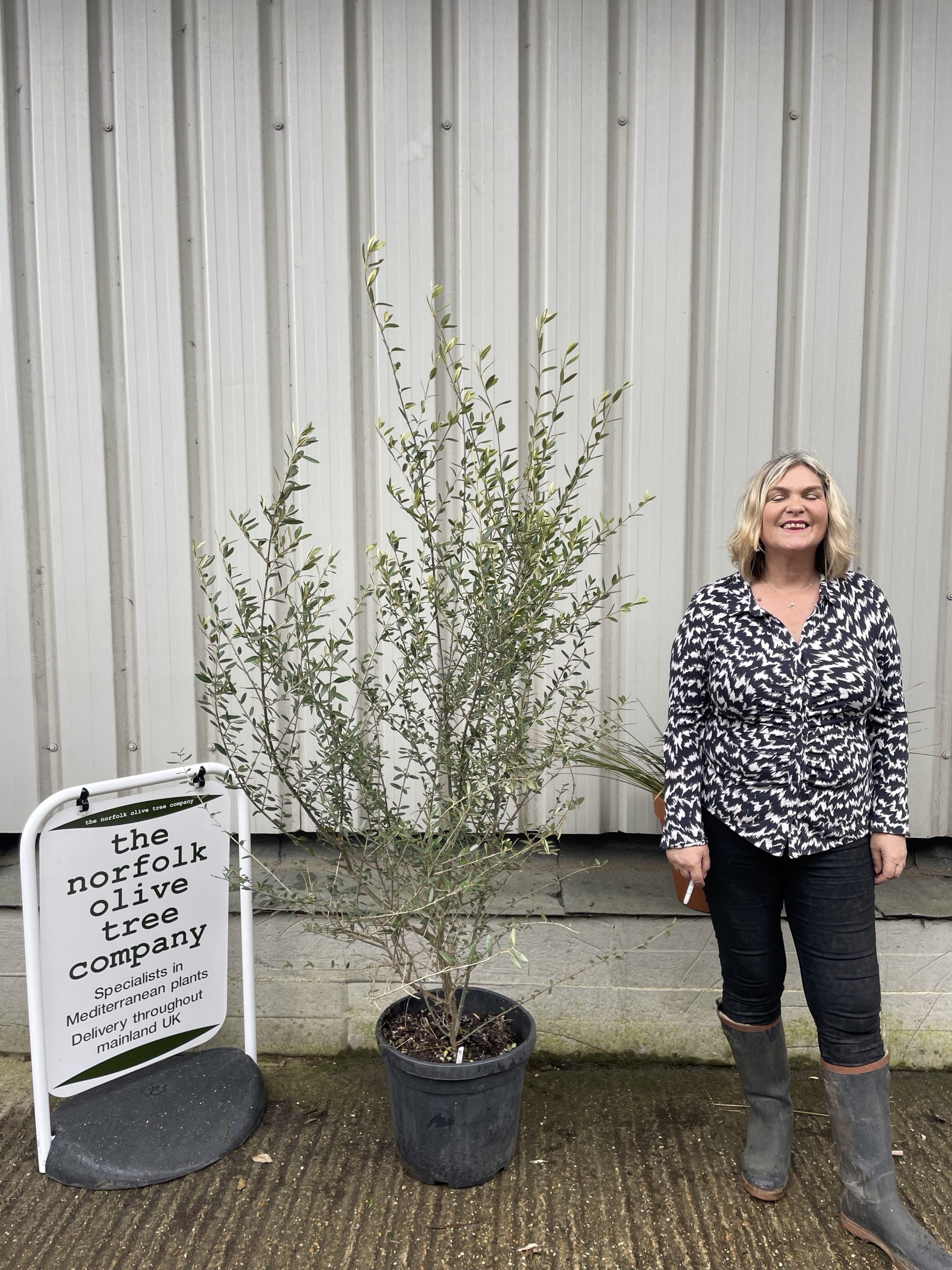 Wild Olive Tree - Oleaster variety. Free delivery. - The Norfolk Olive ...