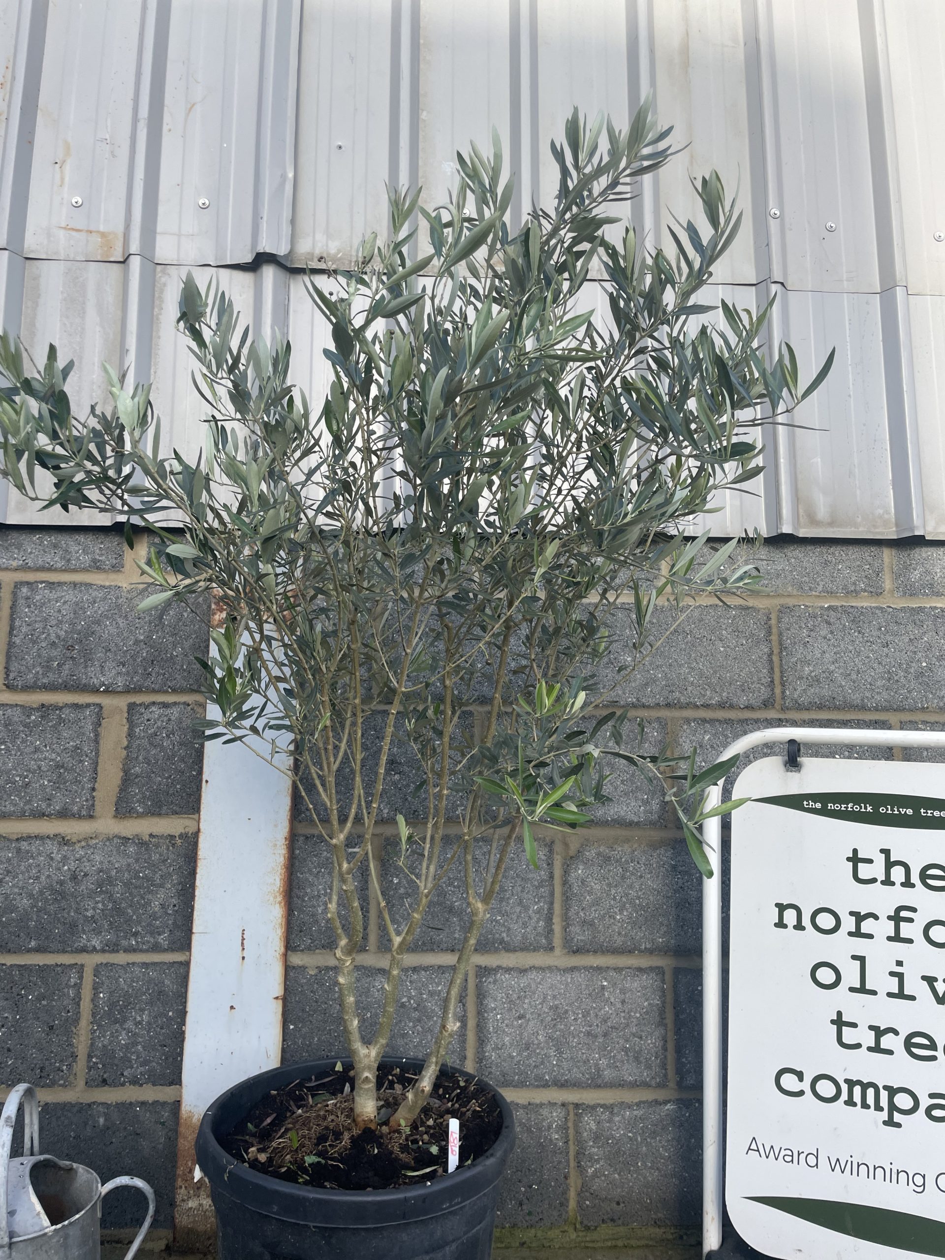 Courtyard Olive tree