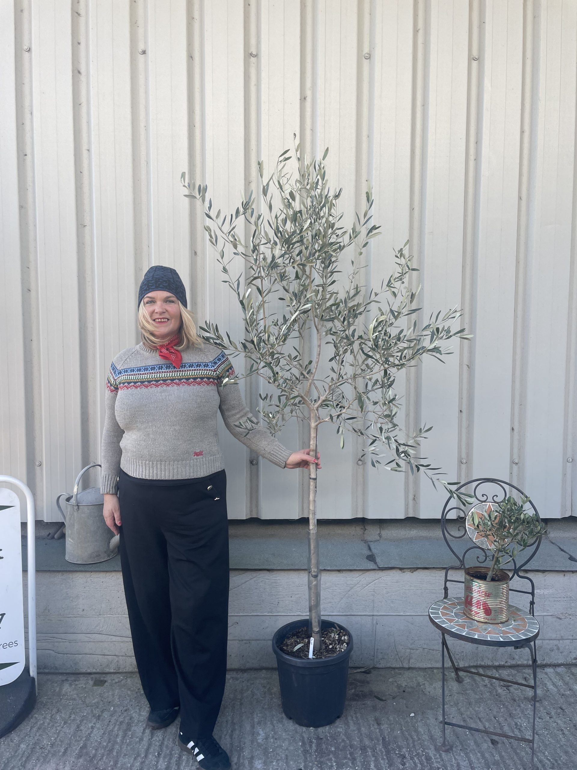 Tuscan Olive tree - free delivery - The Norfolk Olive Tree Company
