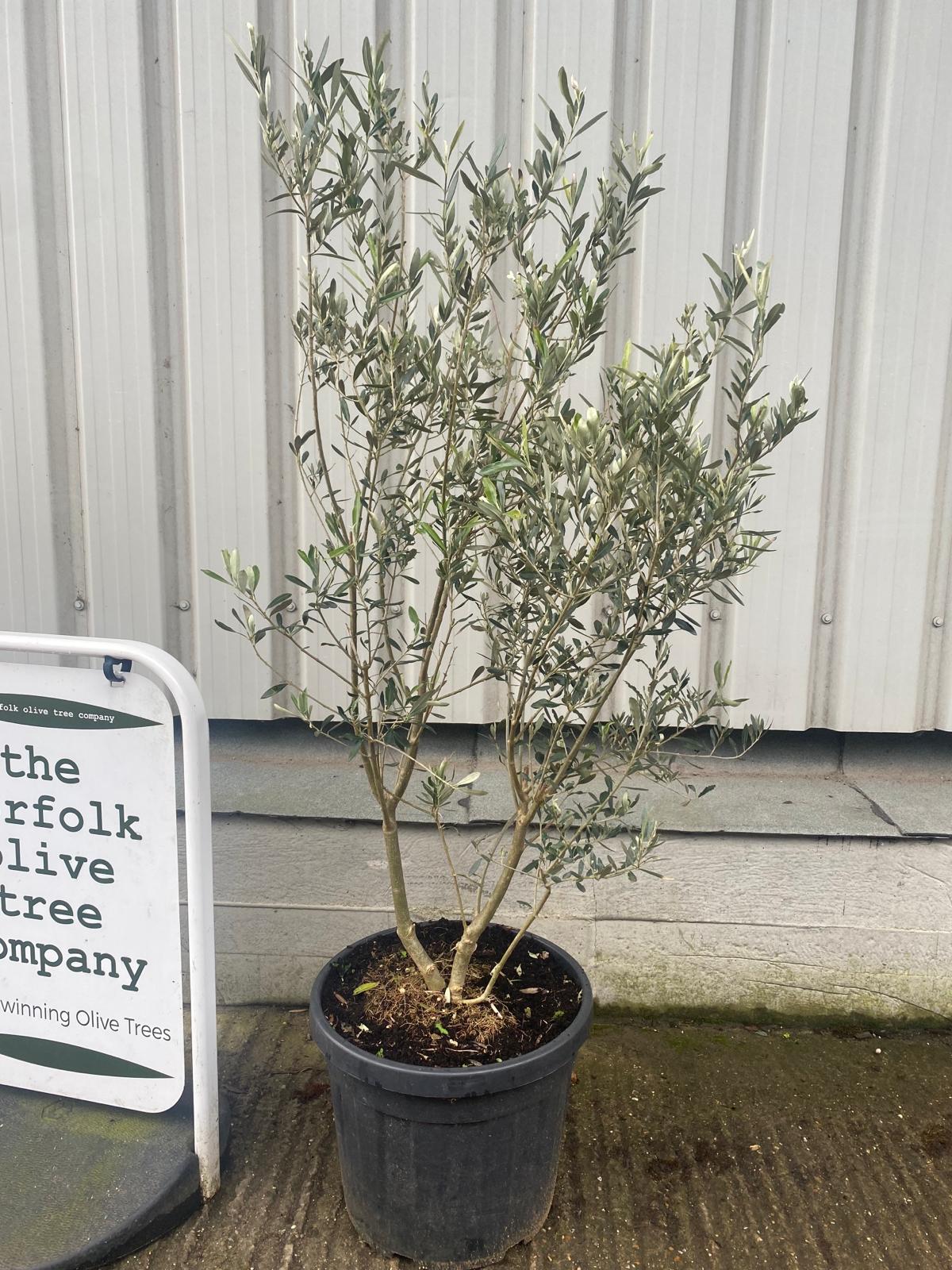 Courtyard Olive tree