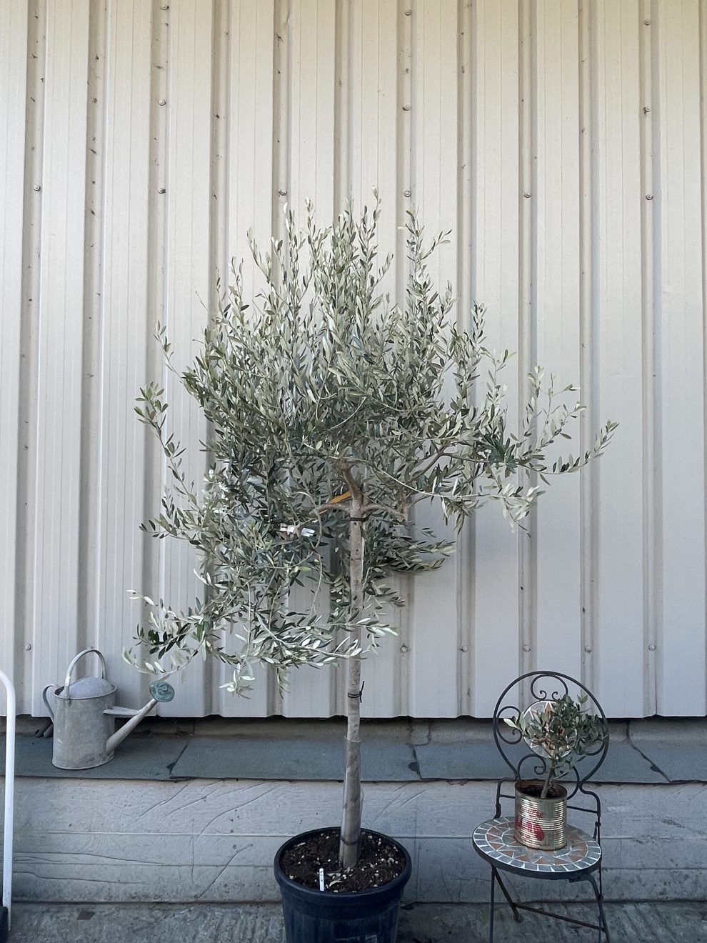 Leccino Olive tree, free delivery. - The Norfolk Olive Tree Company
