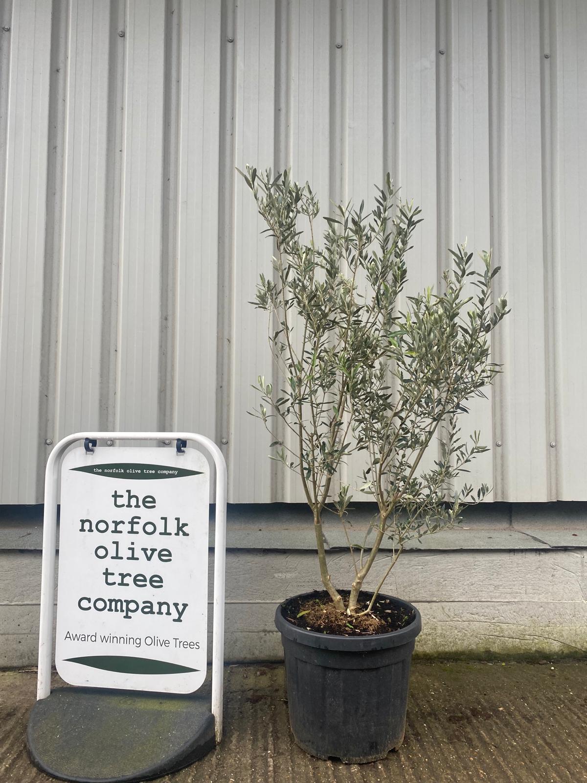 Courtyard Olive tree