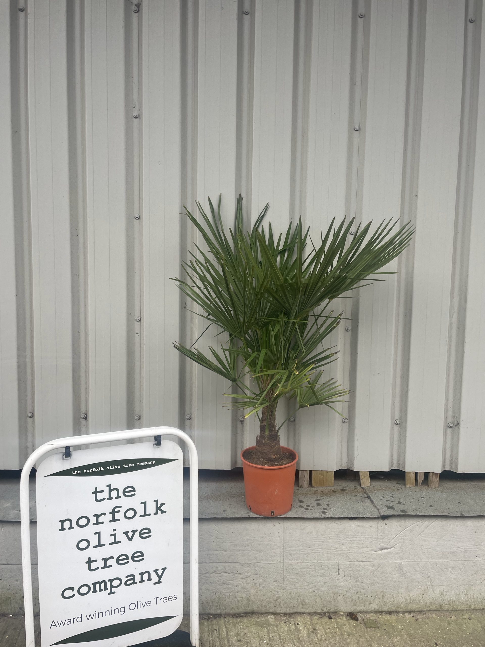 Trachycarpus fortunei palm tree- free delivery - The Norfolk Olive Tree ...
