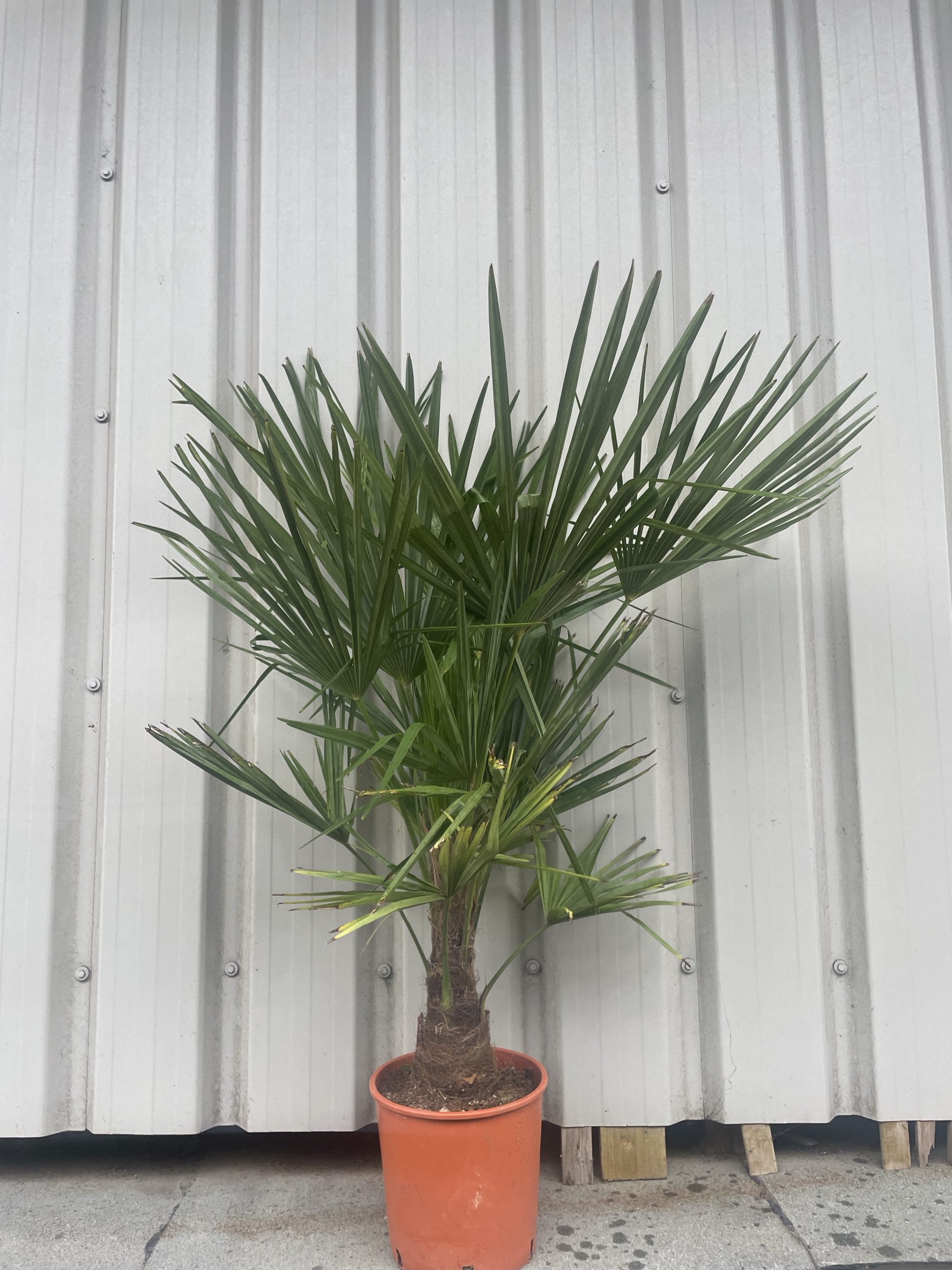 Trachycarpus fortunei palm tree- free delivery - The Norfolk Olive Tree ...