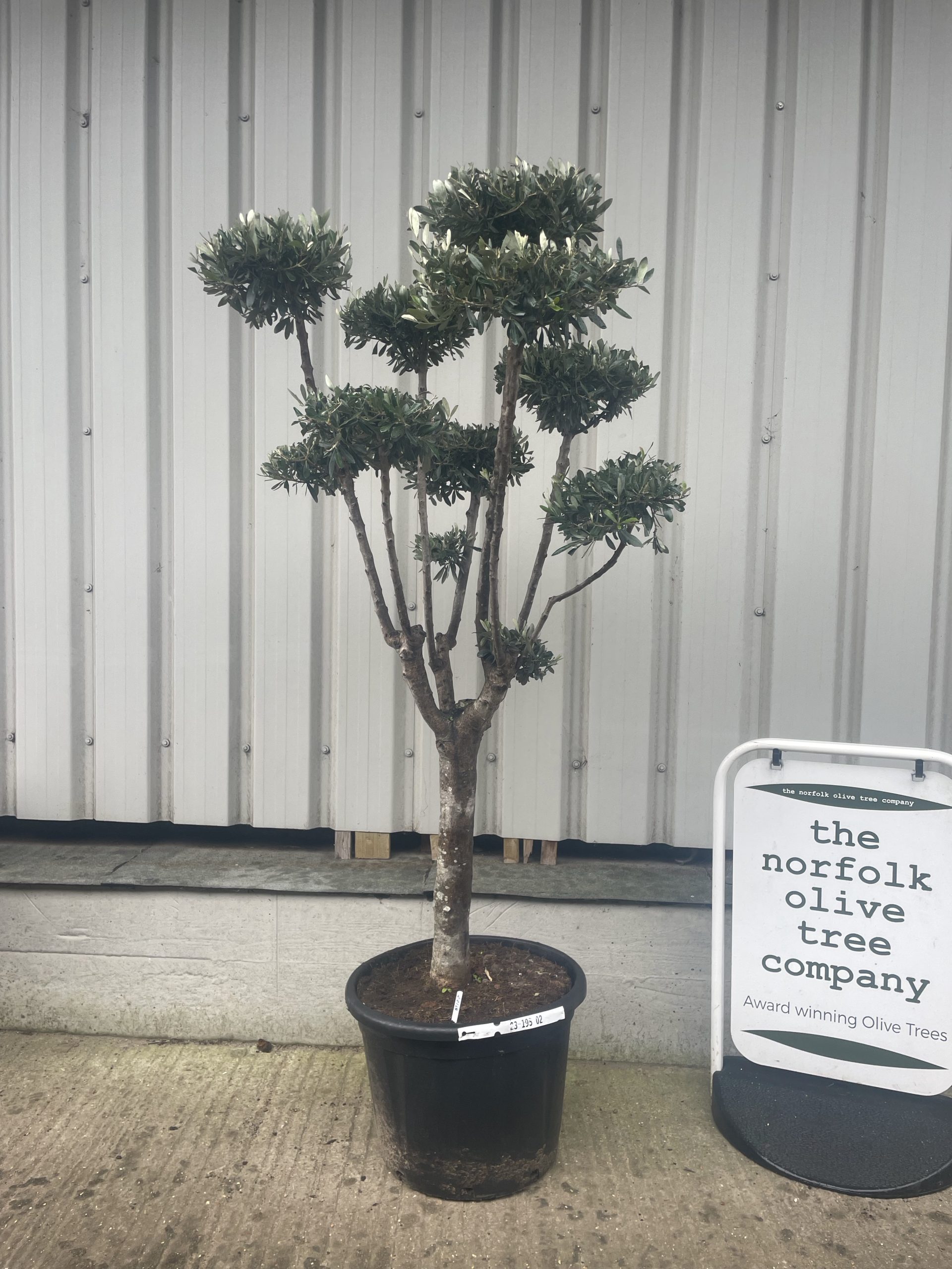 Patio cloud tree - The Norfolk Olive Tree Company