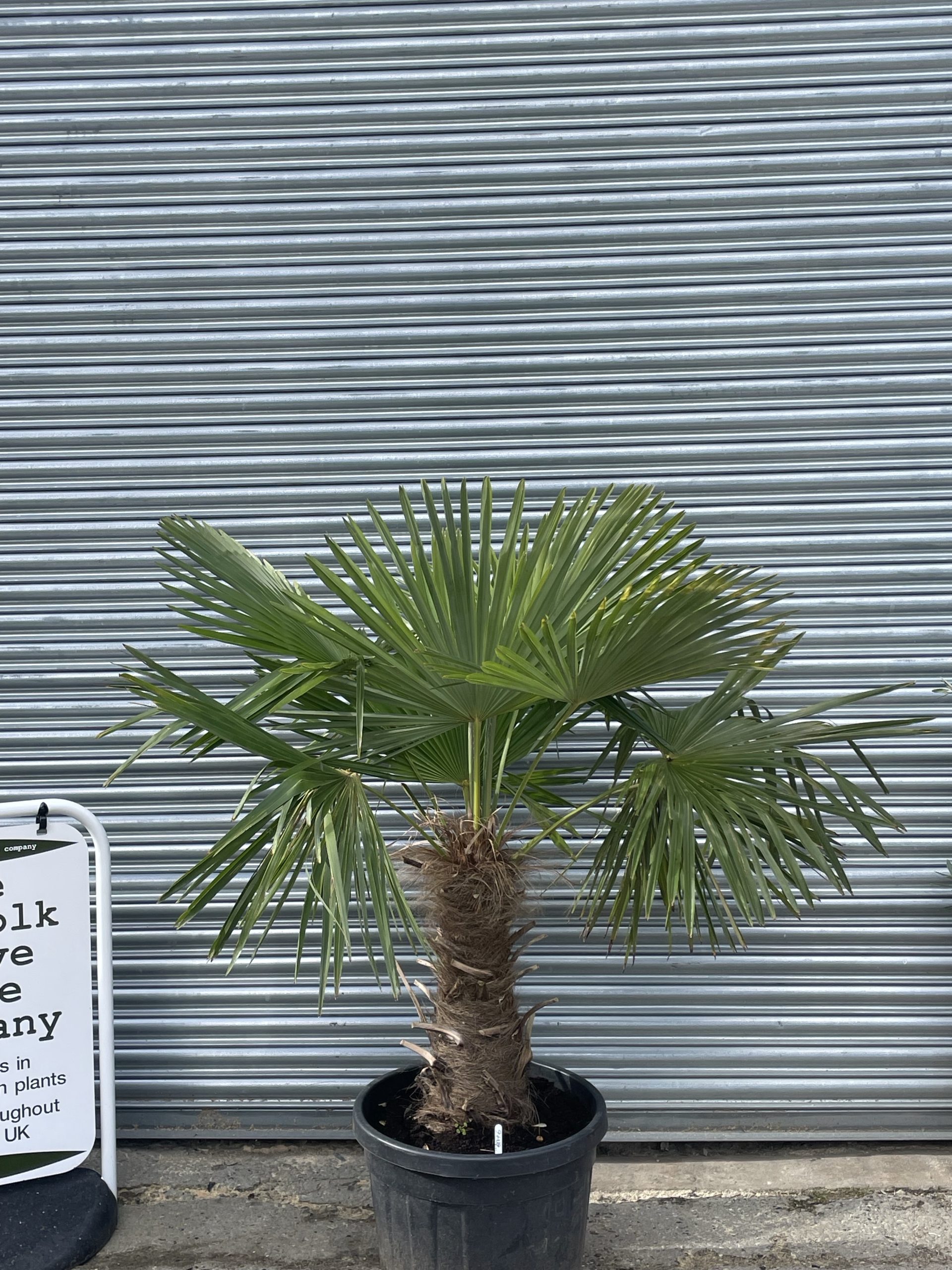 Trachycarpus fortunei palm tree- free delivery - The Norfolk Olive Tree ...