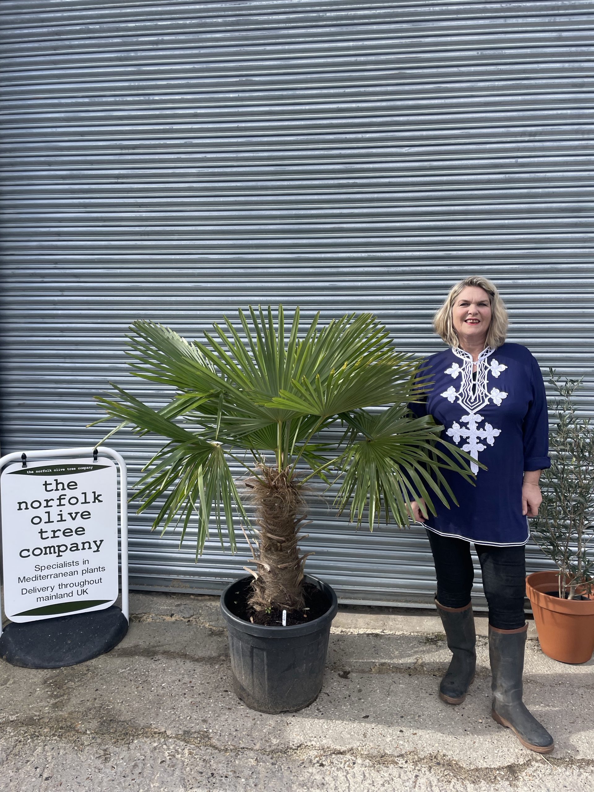 Trachycarpus fortunei palm tree- free delivery - The Norfolk Olive Tree ...