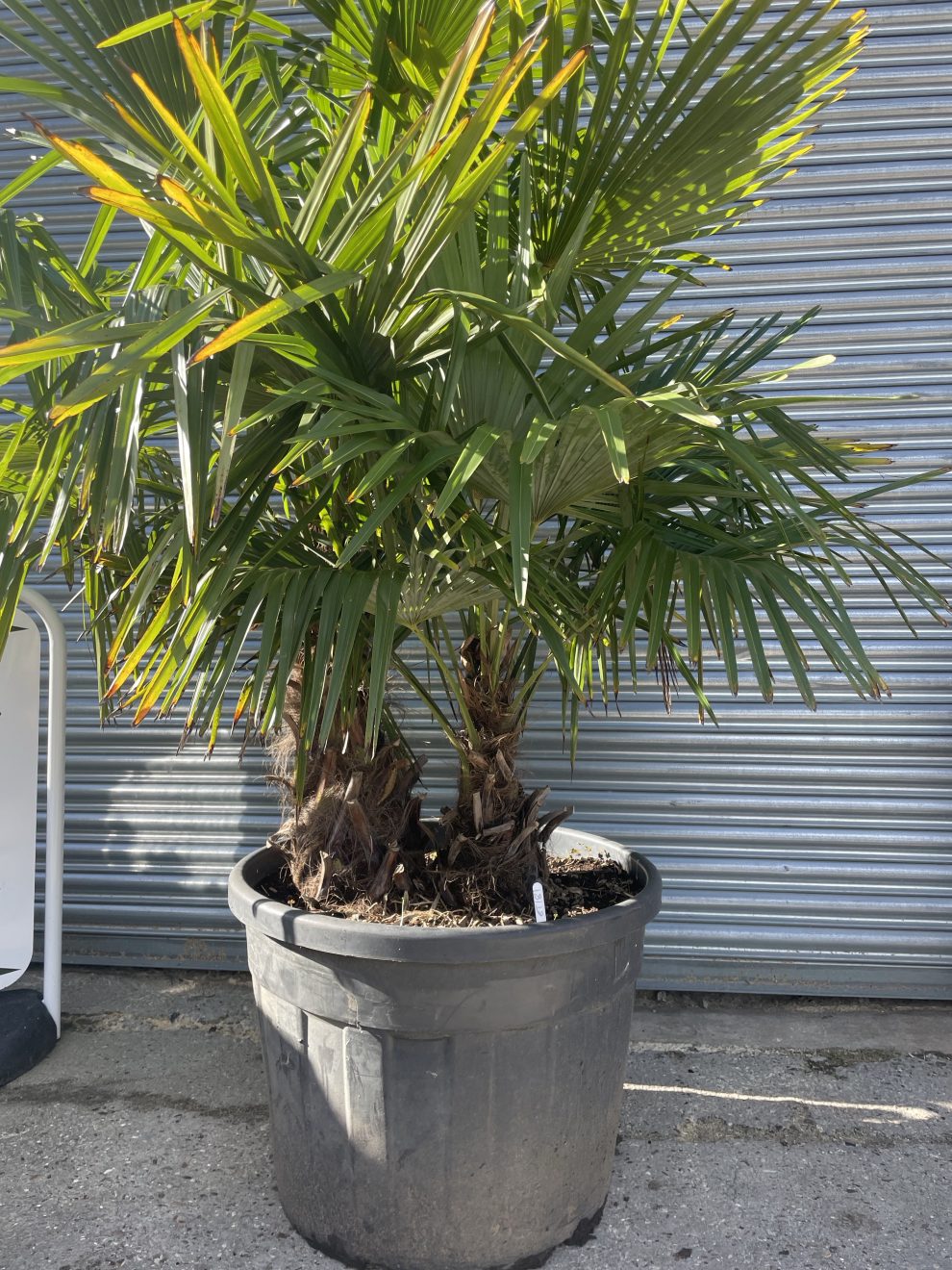 Multi- trunk Trachycarpus Fortunei. Free delivery - The Norfolk Olive ...