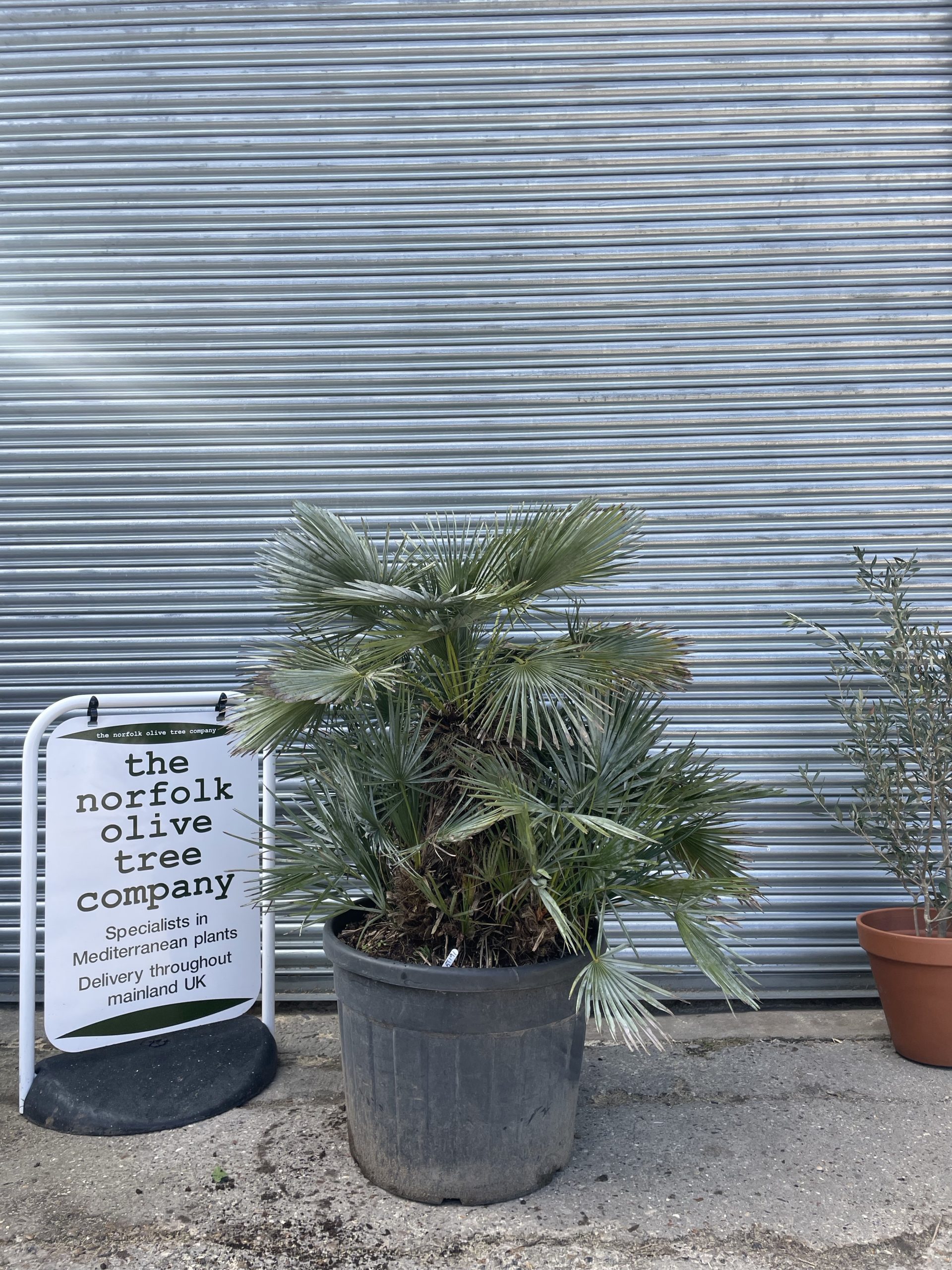 Blue Mediterranean Fan Palm - Free delivery - The Norfolk Olive Tree ...