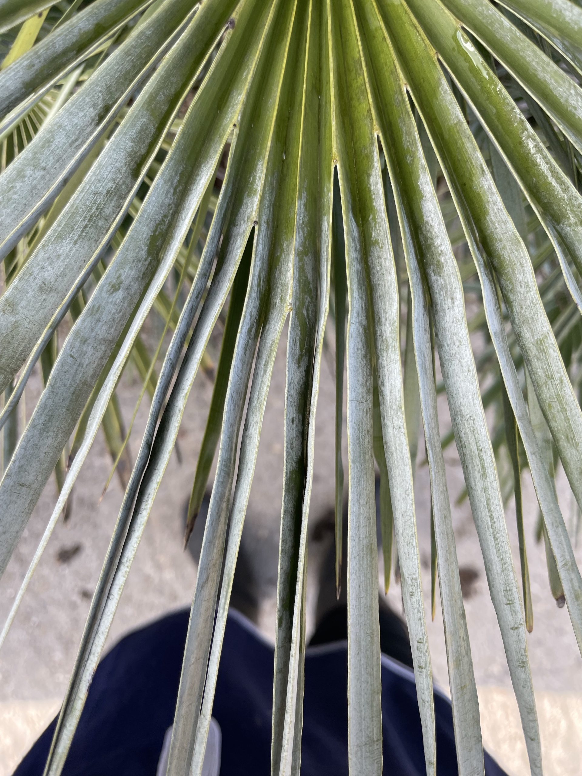 Blue Mediterranean Fan Palm - Free delivery - The Norfolk Olive Tree ...