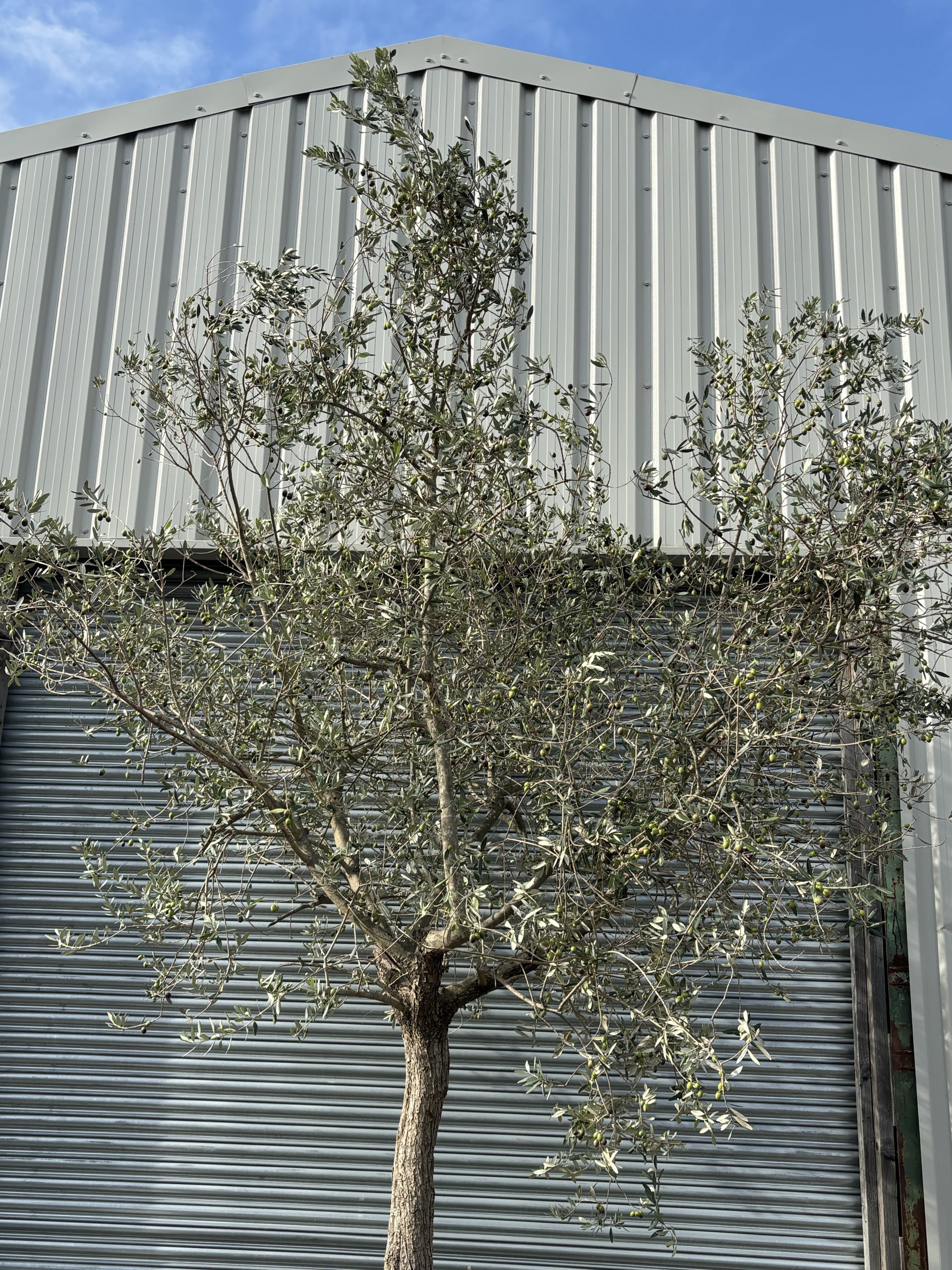 Mature Tuscan Olive Tree - The Norfolk Olive Tree Company