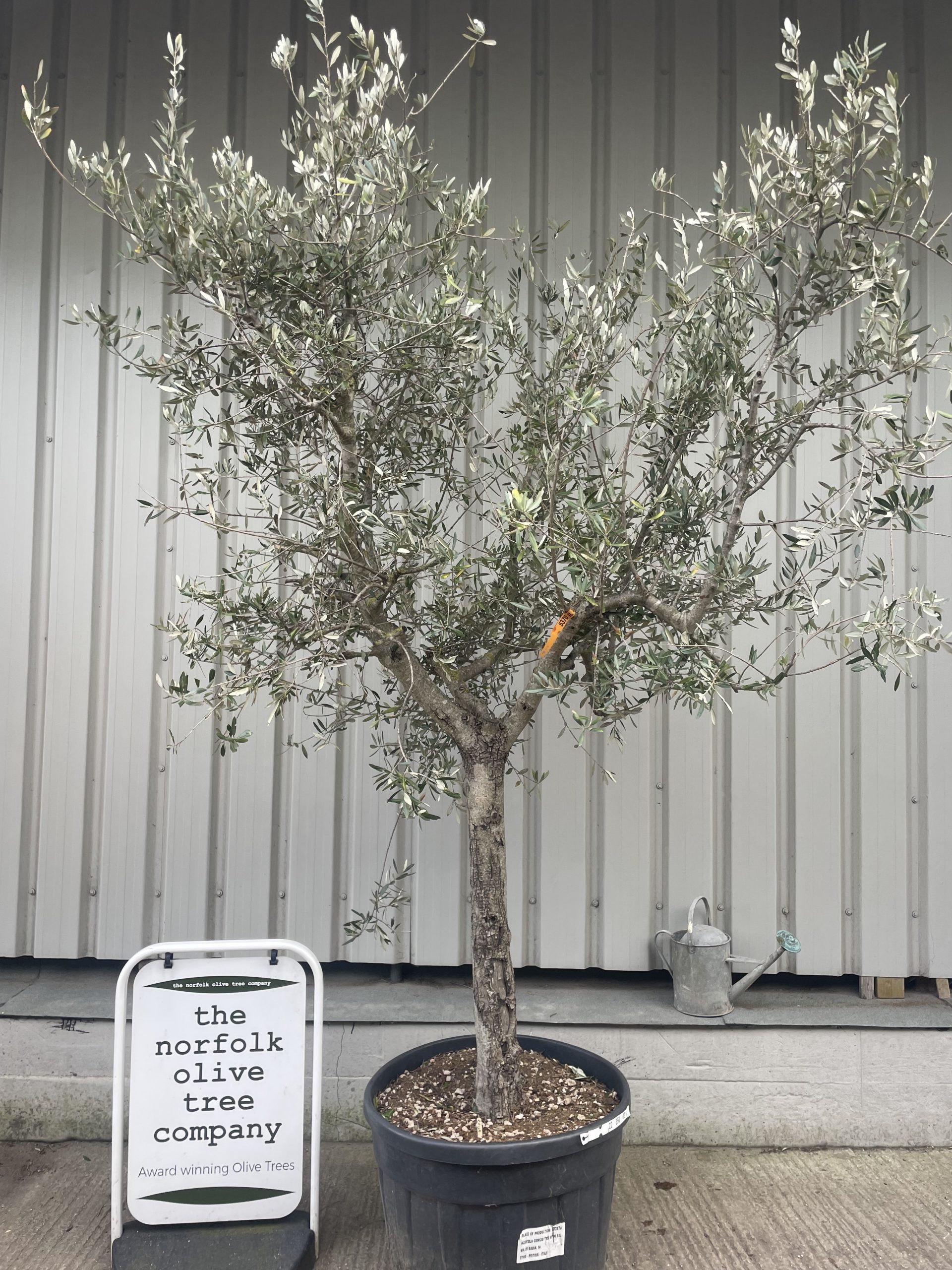 Mature Tuscan Olive Tree - The Norfolk Olive Tree Company