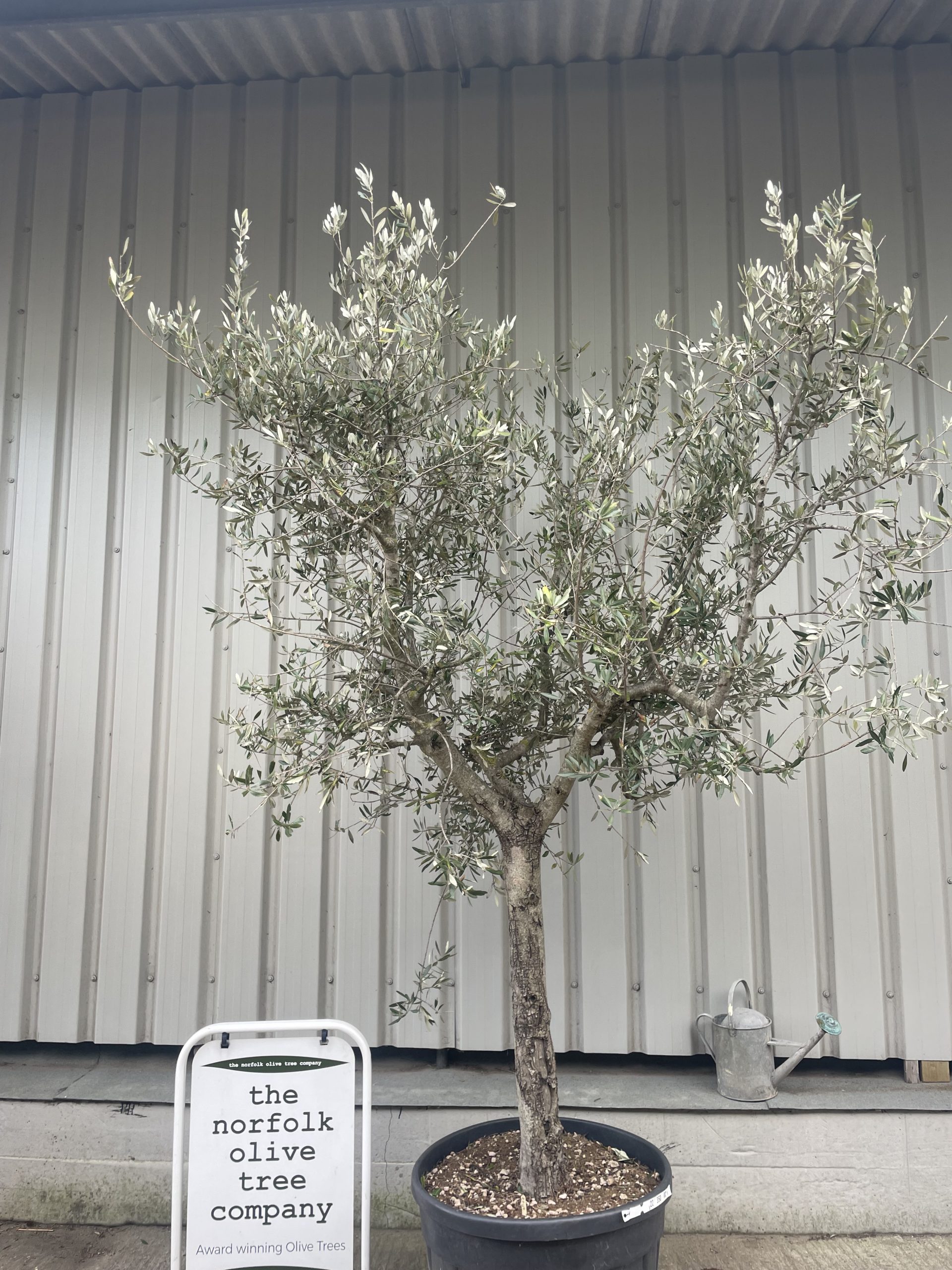 Mature Tuscan Olive Tree - The Norfolk Olive Tree Company
