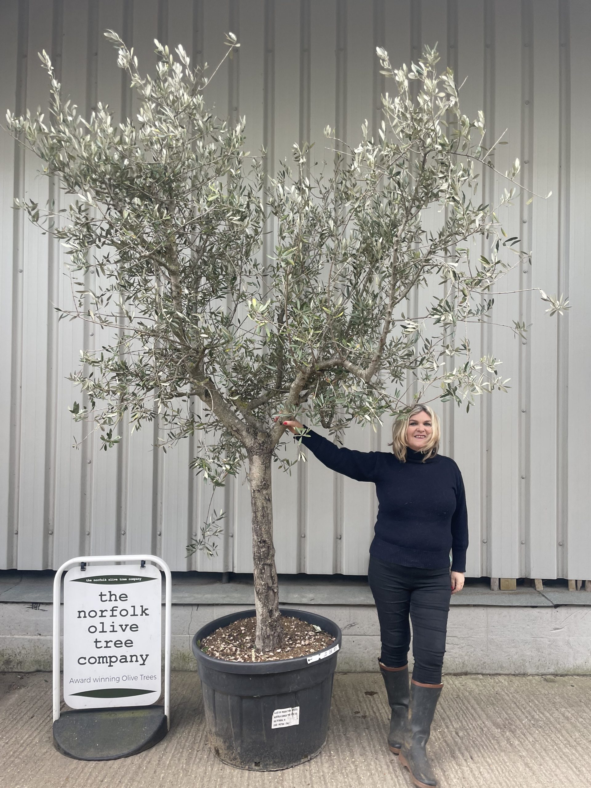 Mature Tuscan Olive Tree - The Norfolk Olive Tree Company