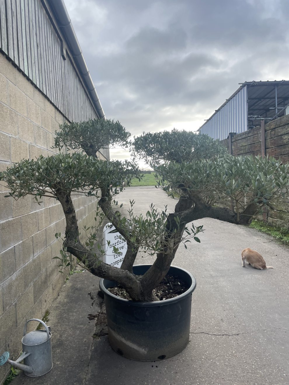 Cloud pruned Olive Tree with gnarled bark for sale. Buy now! Transform ...