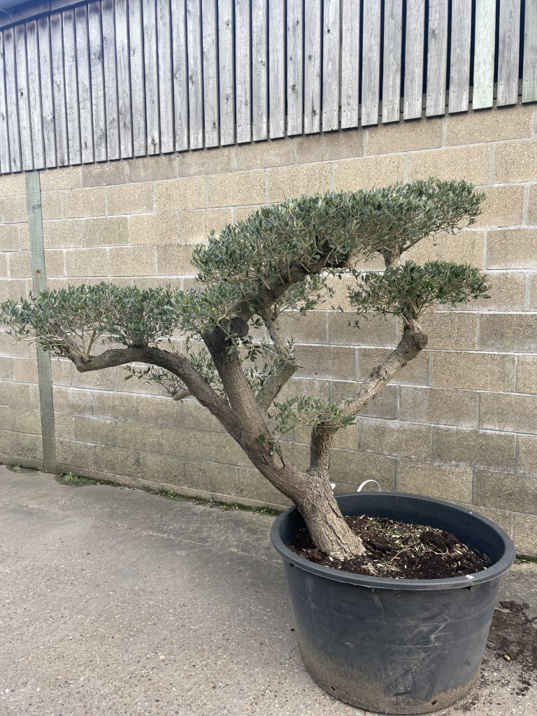 Cloud pruned Olive Tree with gnarled bark for sale. Buy now! Transform ...