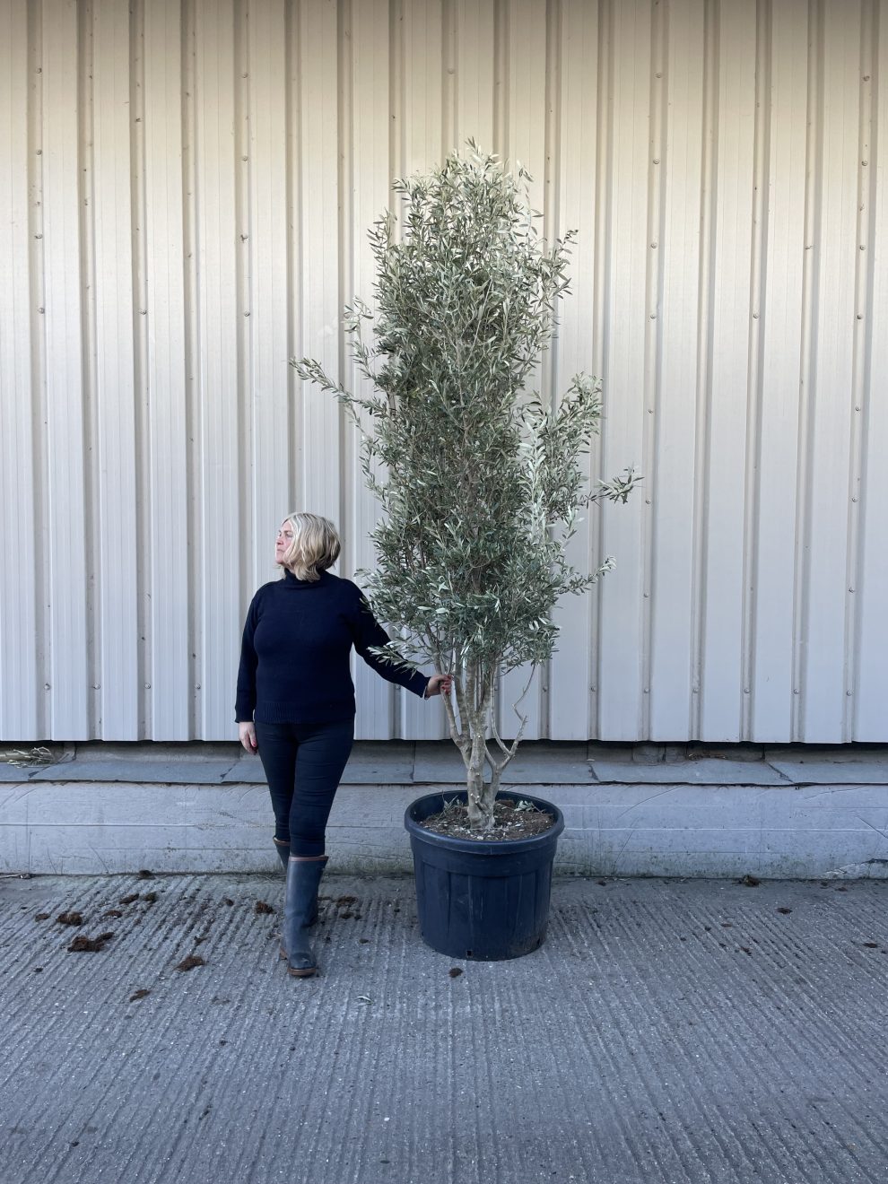 Cipressino Parachute Olive Tree - The Norfolk Olive Tree Company