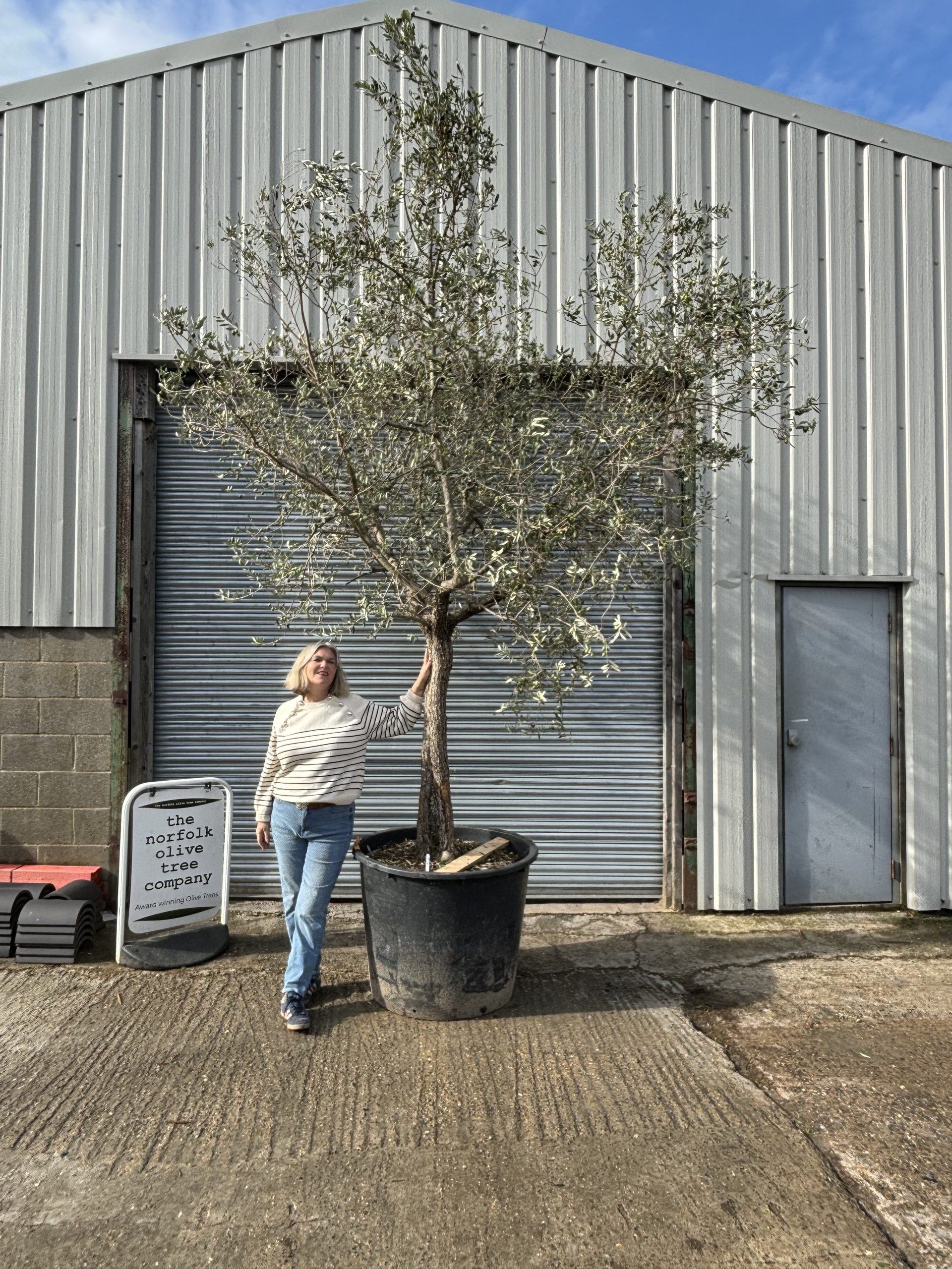 Mature Tuscan Olive Tree - The Norfolk Olive Tree Company