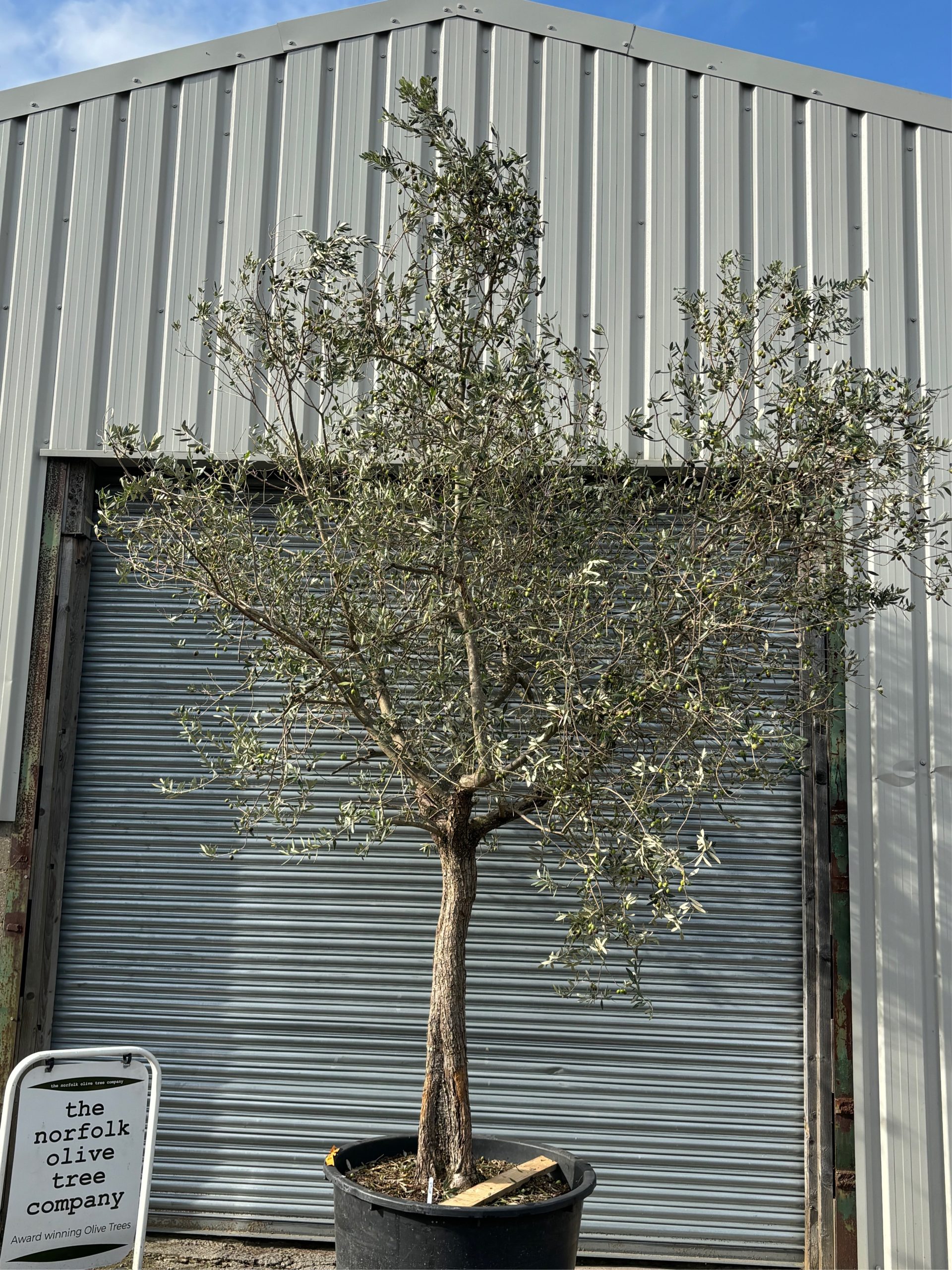 Mature Tuscan Olive Tree - The Norfolk Olive Tree Company