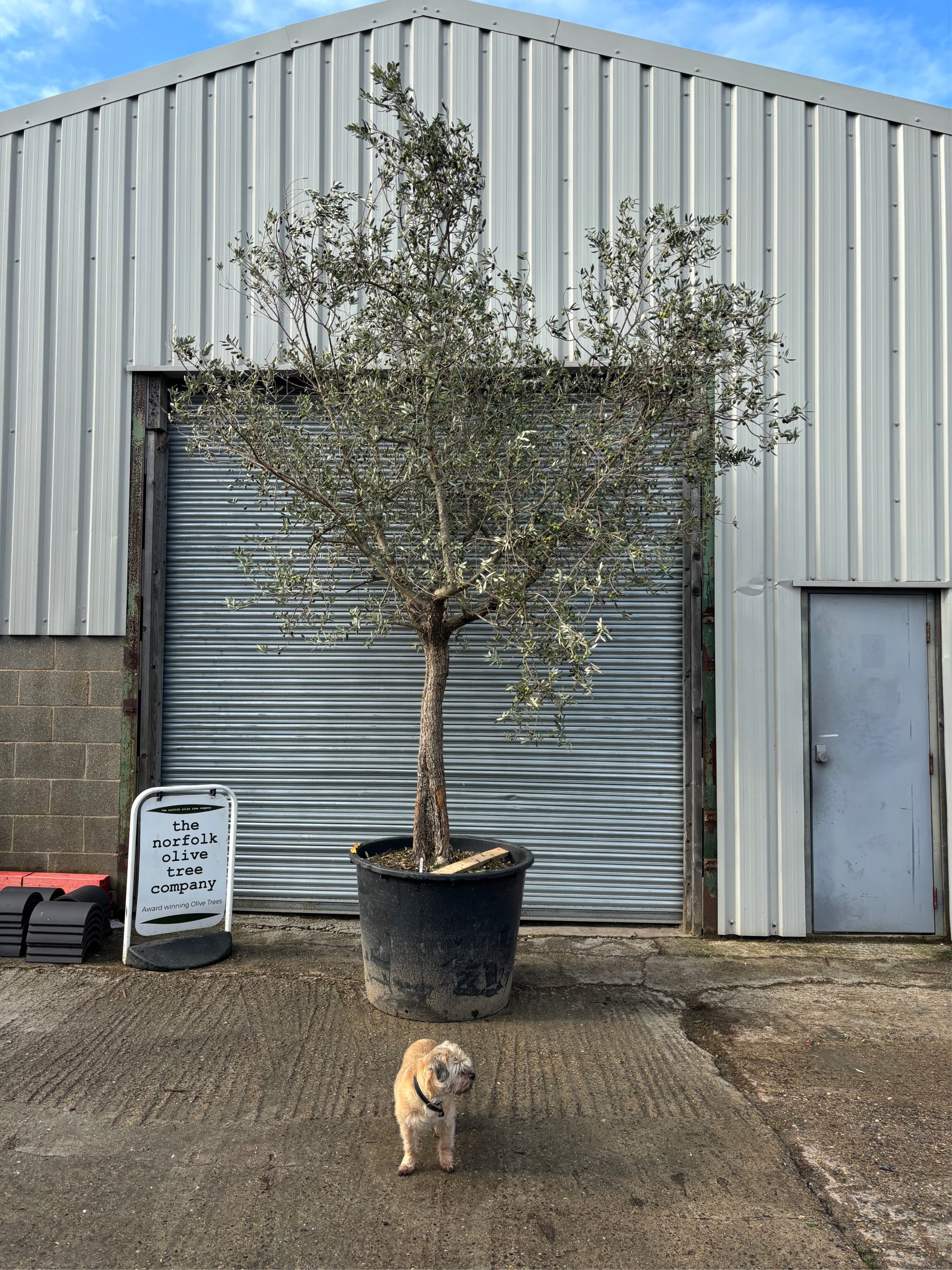 Mature Tuscan Olive Tree - The Norfolk Olive Tree Company