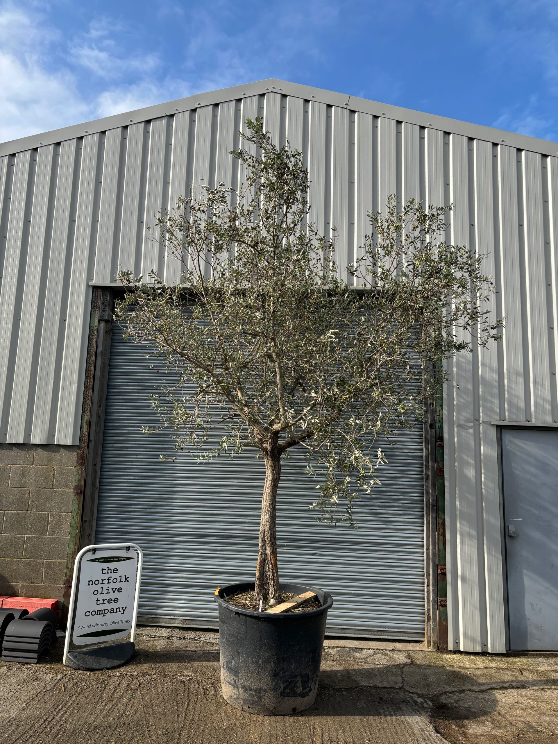 Mature Tuscan Olive Tree - The Norfolk Olive Tree Company